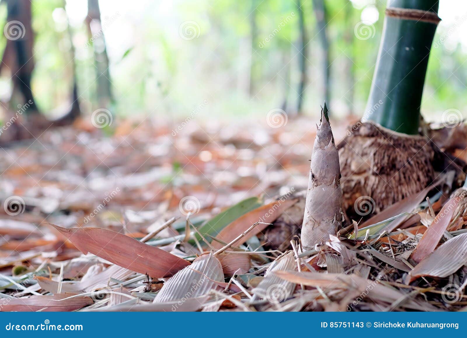 Bamboo shoot stock image. Image of garden, nature, tree - 85751143