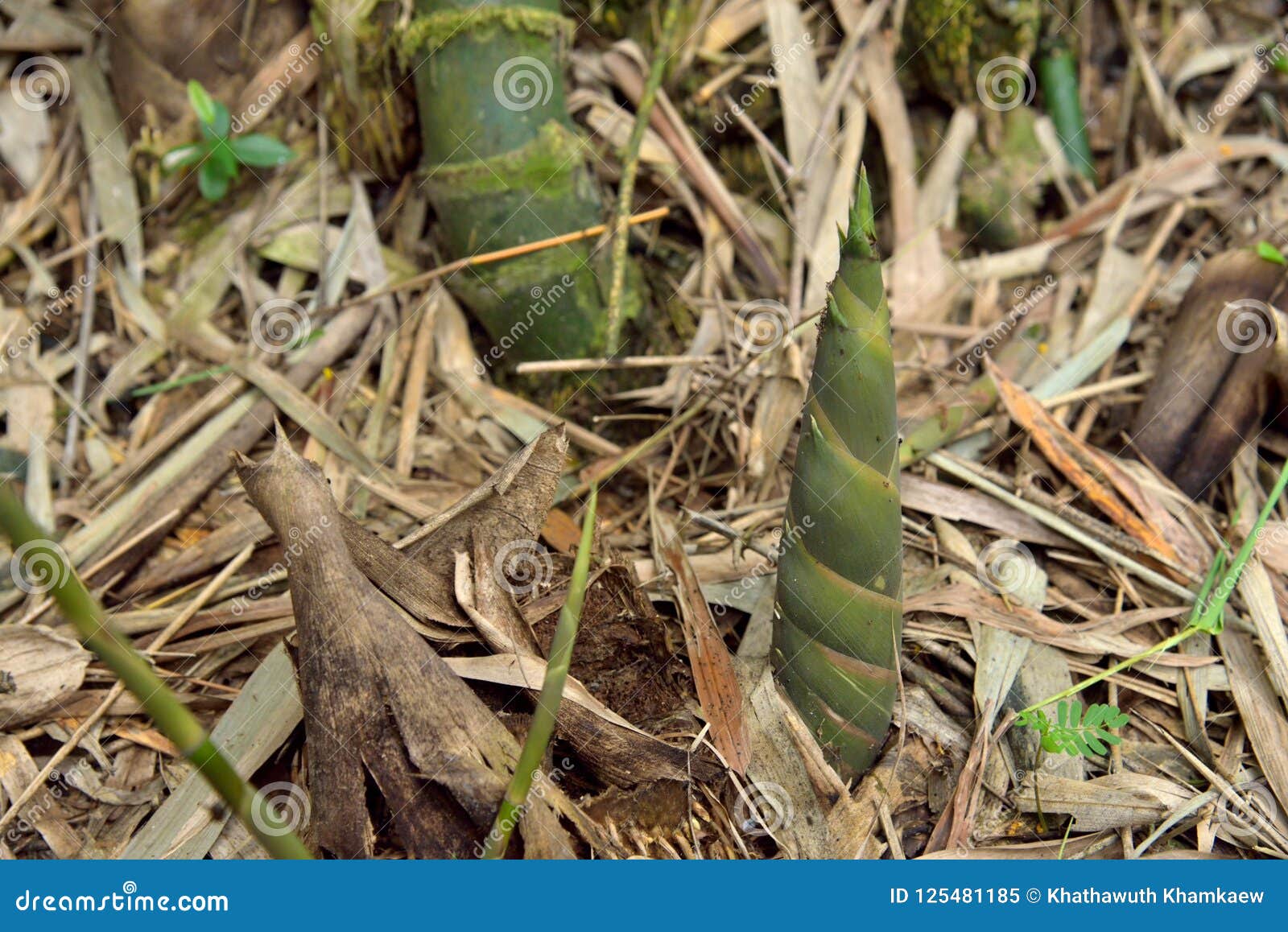 Bamboo Shoot on Nature in Forest Stock Image - Image of garden, foliage ...