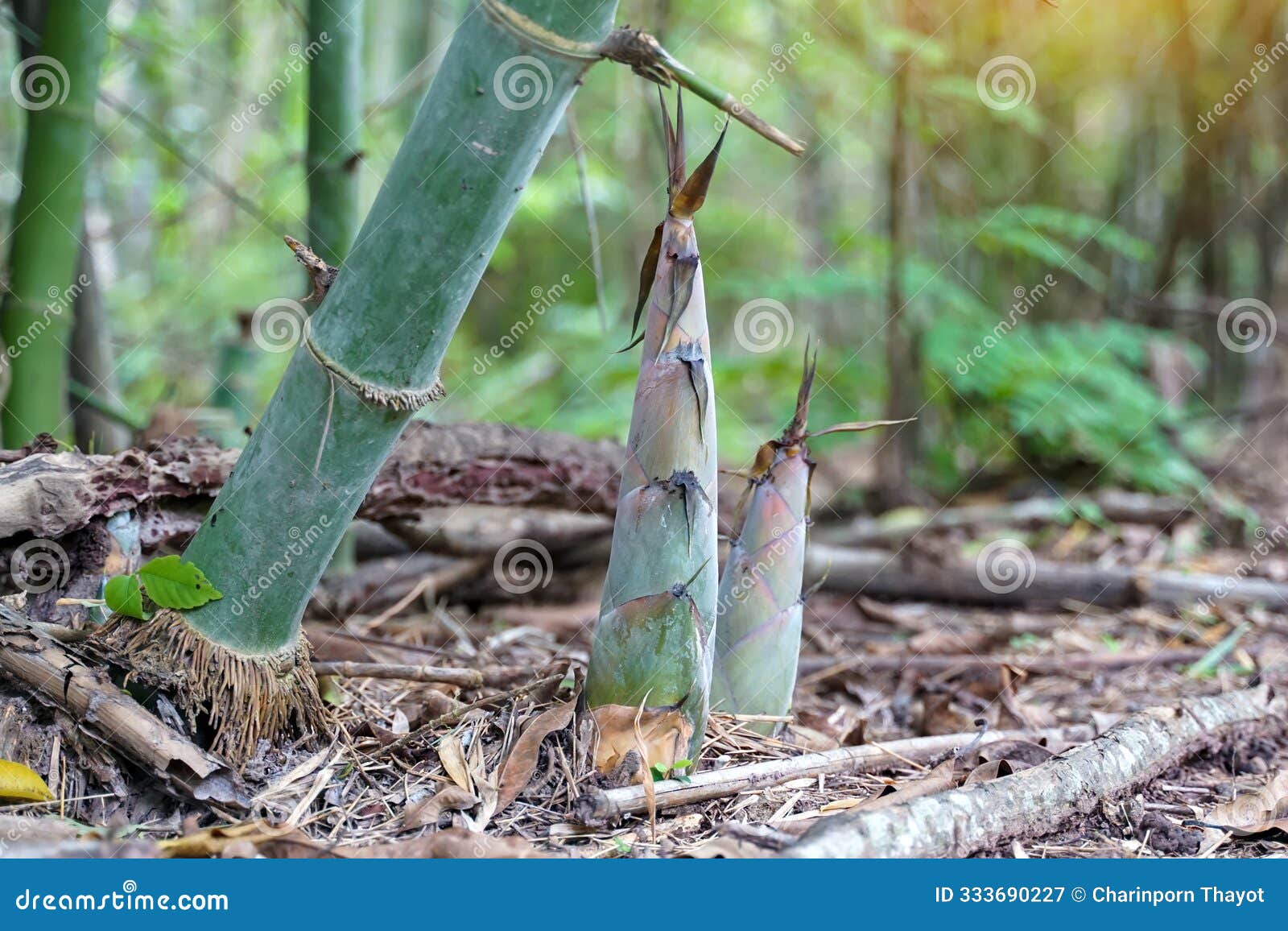 Bamboo Shoot is a Bamboo Sapling that Breaks into Shoots from ...