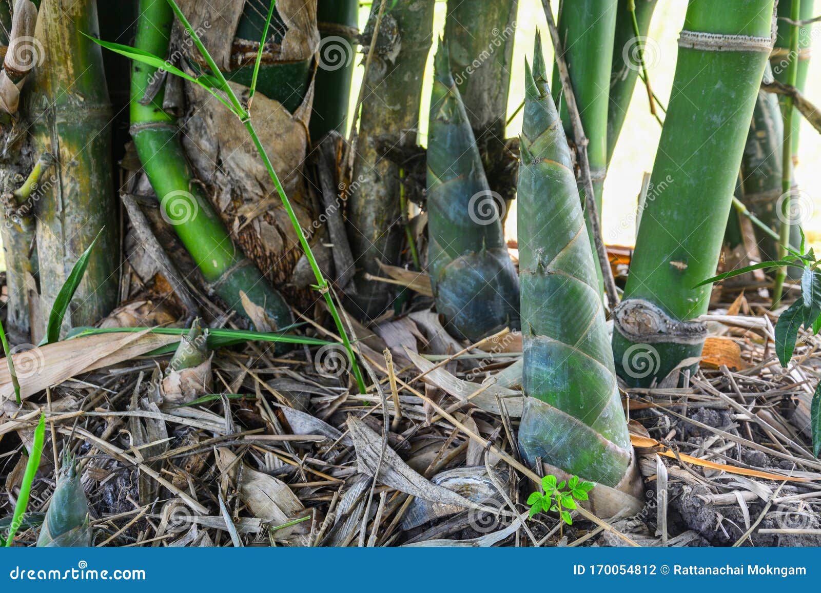 Bamboo Shoot or Bamboo Sprout Come Out and Growing from the Ground ...