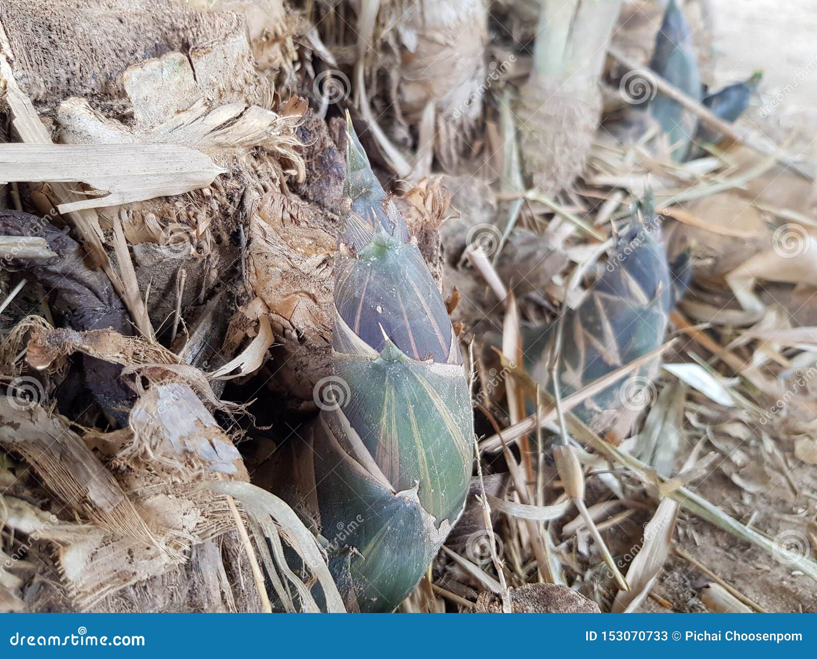 The Bamboo Shoot or Bamboo Sprout Which Grows in the Forest Stock Image ...