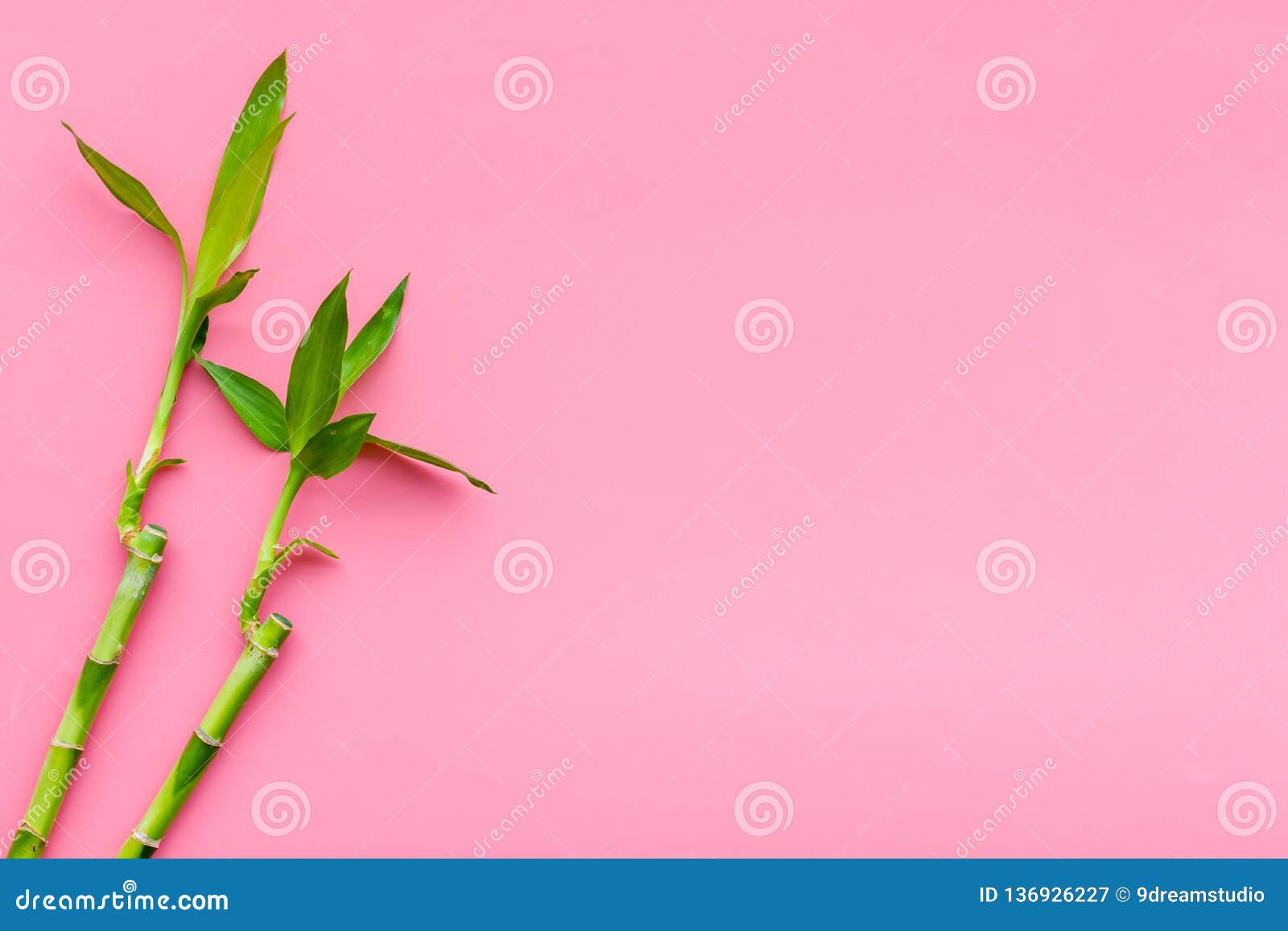 Bamboo Shoot. Bamboo Stem and Leaves on Pink Background Top View Space ...