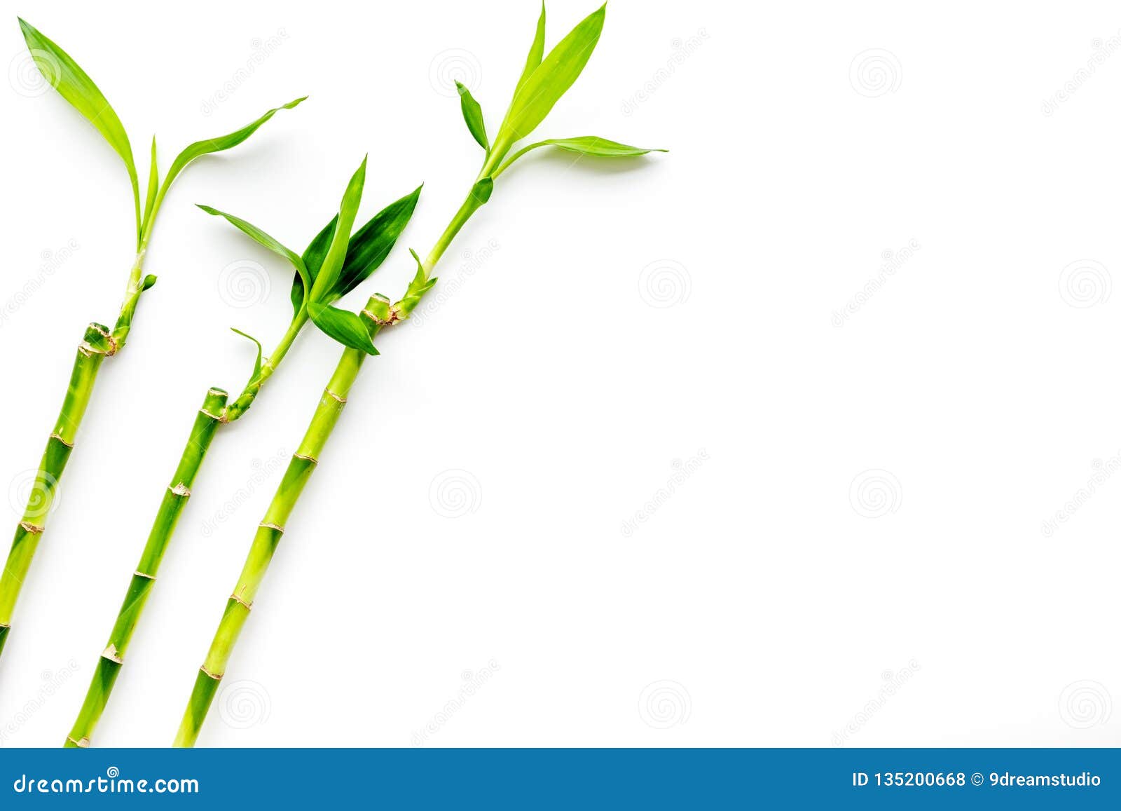 Bamboo Shoot. Bamboo Stem and Leaves on White Background Top View Copy ...
