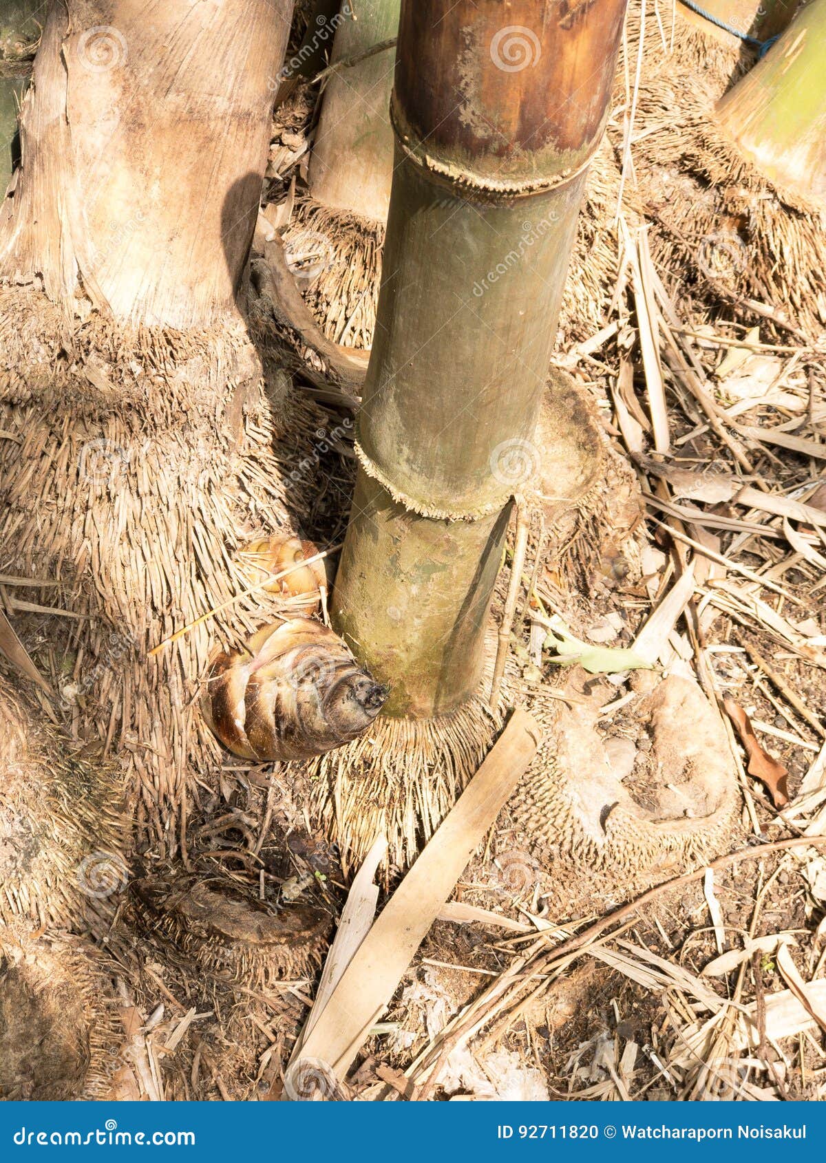 Bamboo stock photo. Image of vegetable, cooking, food - 92711820