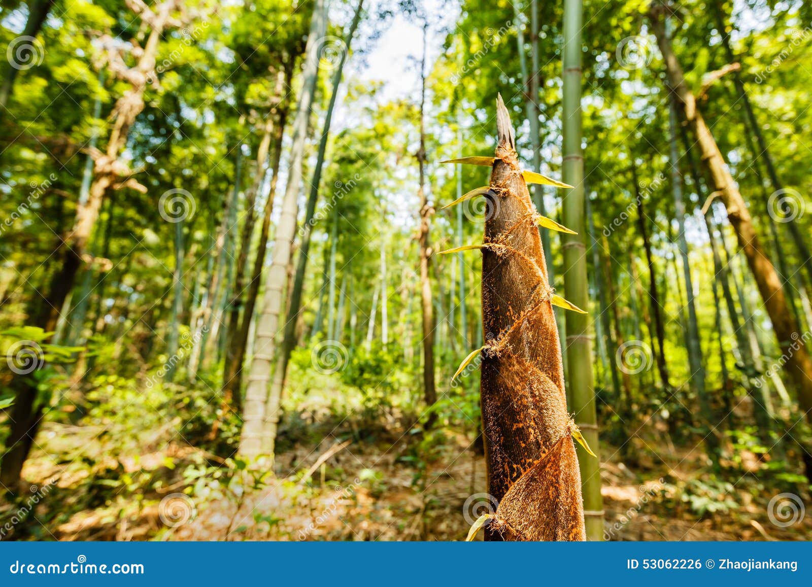 Bamboo Shoots of Bamboo Forest Stock Photo - Image of garden, growth ...