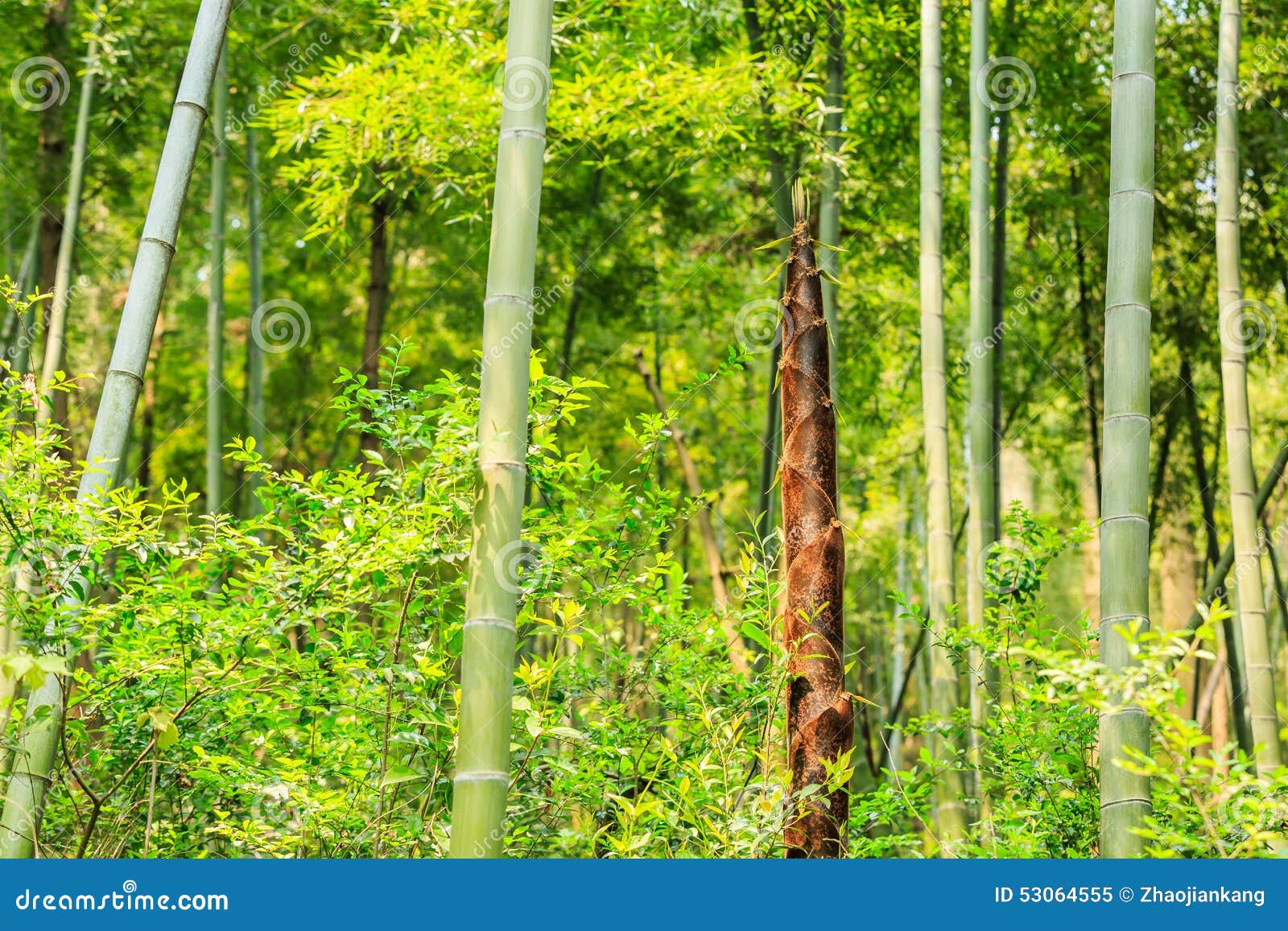 Bamboo Shoots of Bamboo Forest Stock Image - Image of leaf, garden ...