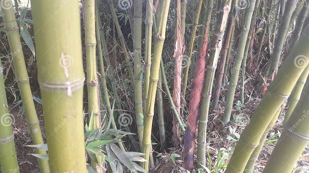 Bamboo Shoots in the Dieng Mountains, Central Java, Which are Starting ...