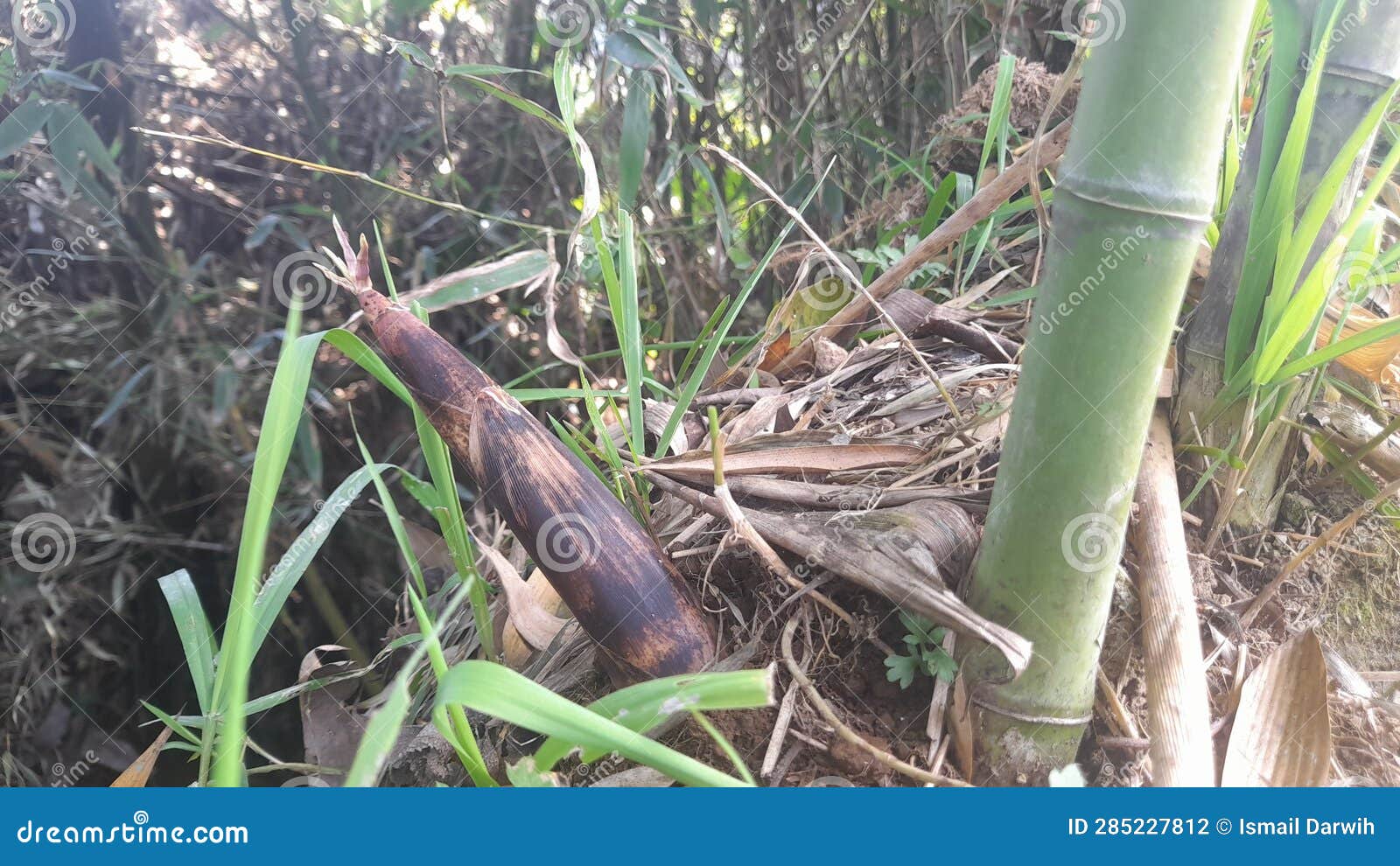 Bamboo Shoots in the Dieng Mountains, Central Java, Which are Starting ...