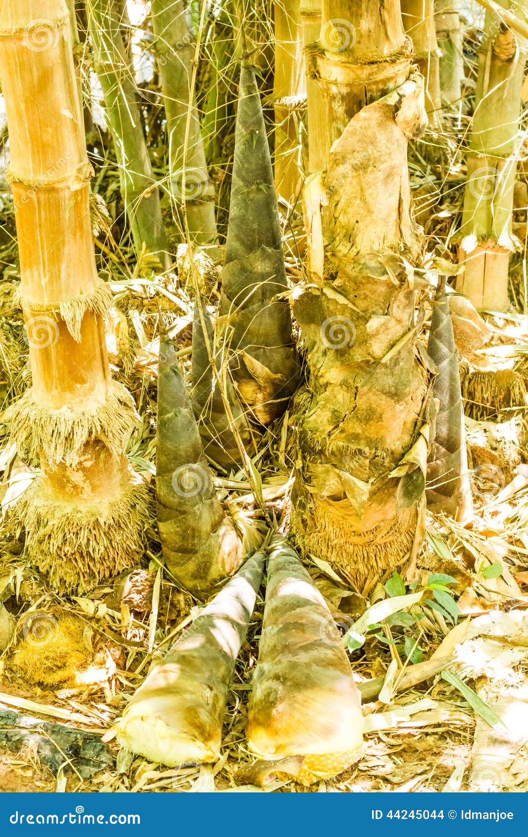 Bamboo shoots stock photo. Image of growth, calm, lush - 44245044