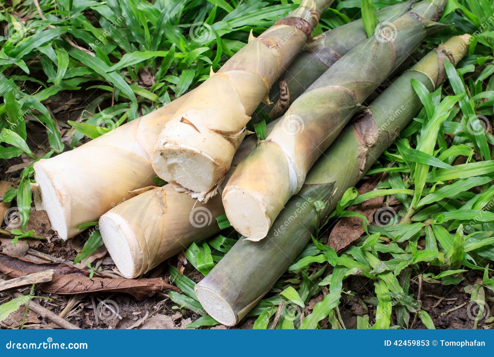 Bamboo shoots stock image. Image of cooking, antioxidant - 42459853