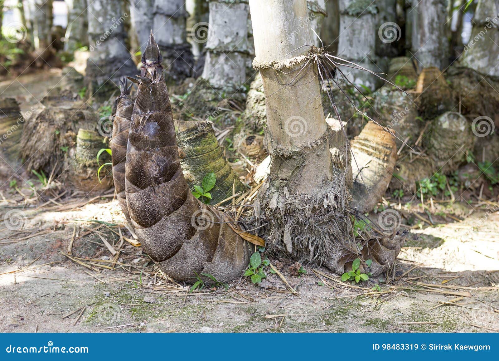 Bamboo Shoots Growing from the Ground Stock Image - Image of growth ...