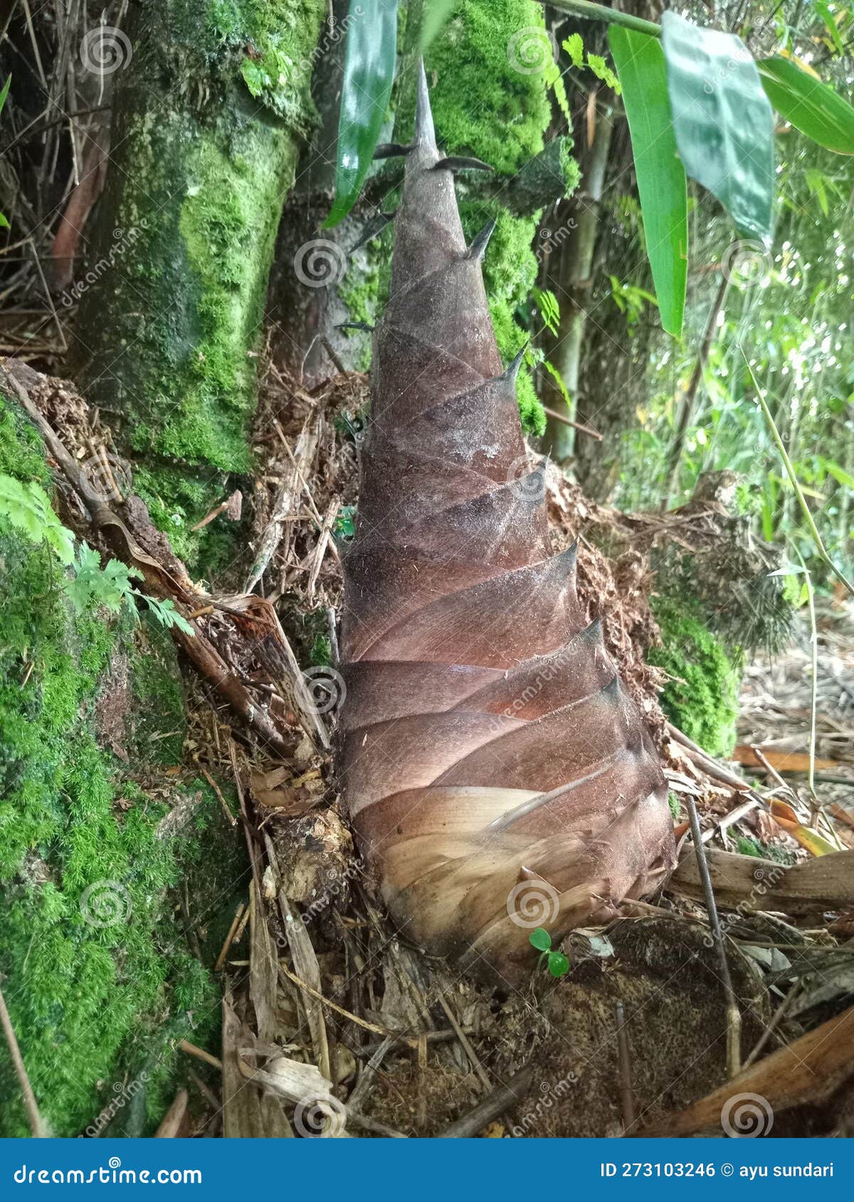 Bamboo Shoots Ready To Be Picked and Processed Stock Photo - Image of shoots, ready: 273103246