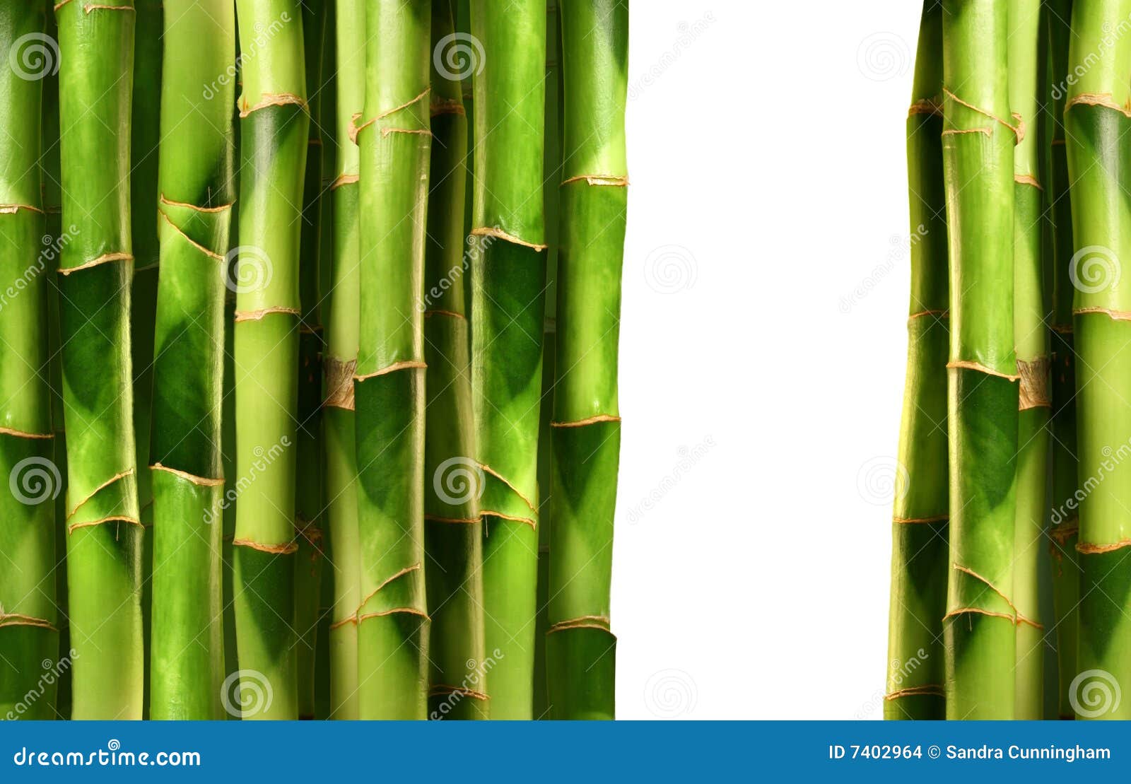 Bamboo Shoots Stacked Side by Side Stock Photo - Image of like, east ...