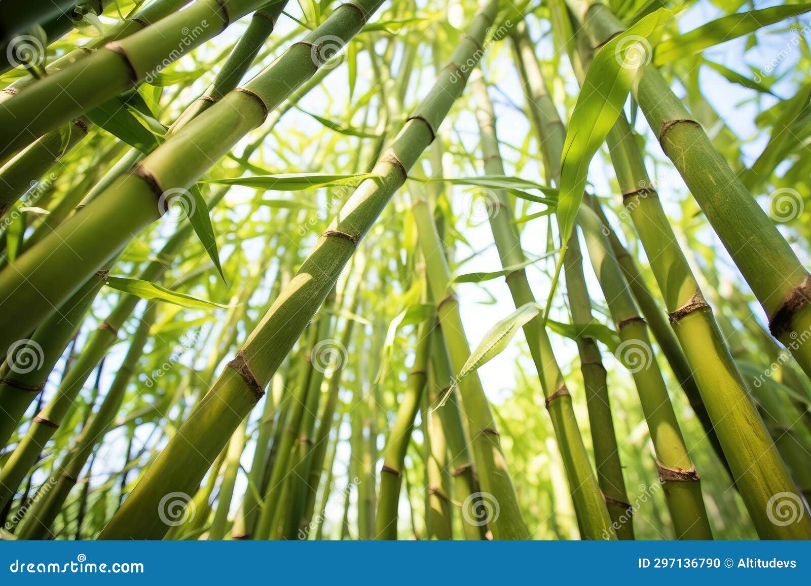 Bamboo Shoots Swaying and Clacking Together in Wind Stock Photo - Image ...