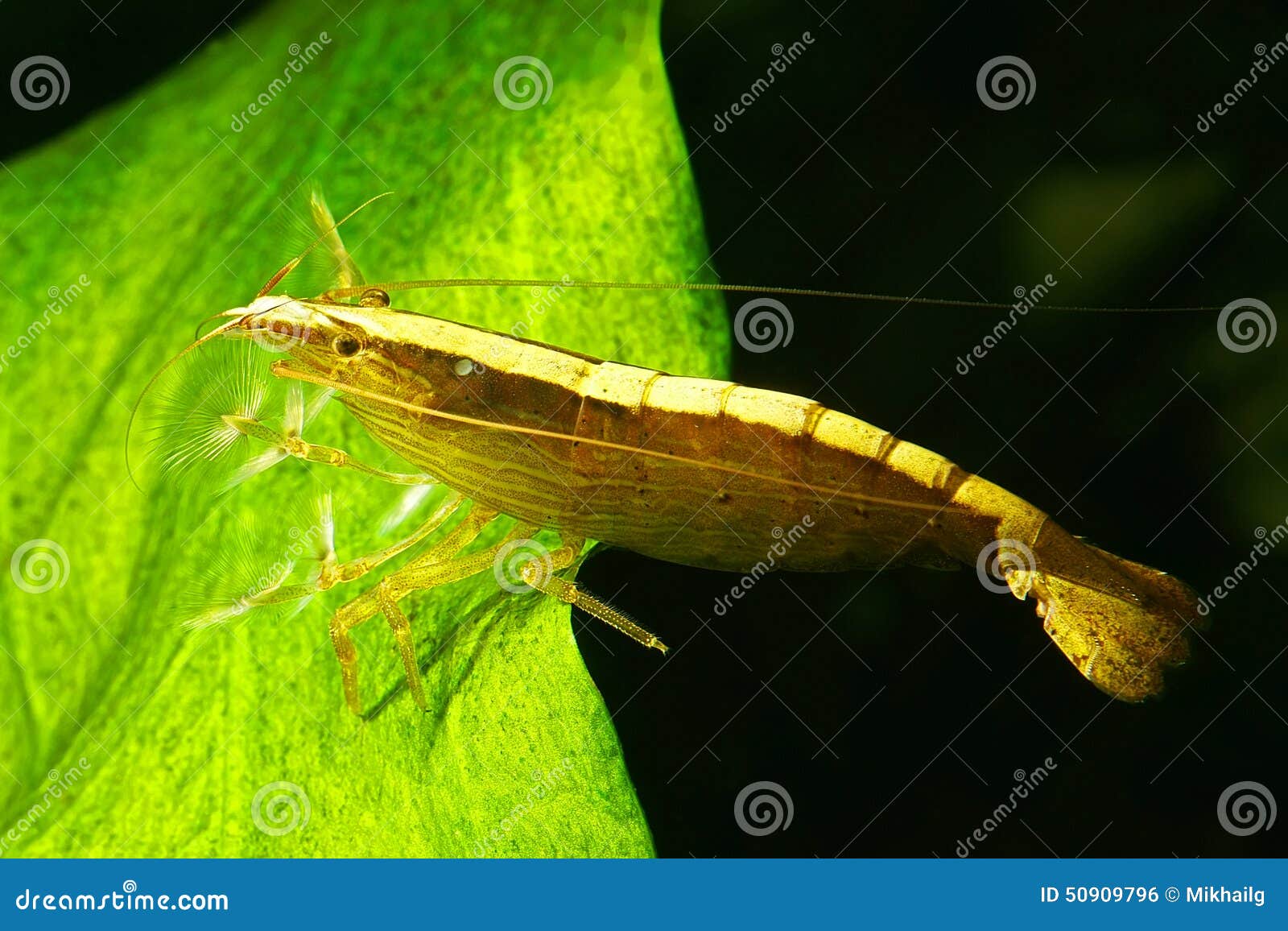 Bamboo shrimp stock photo. Image of crustacean, underwater - 50909796