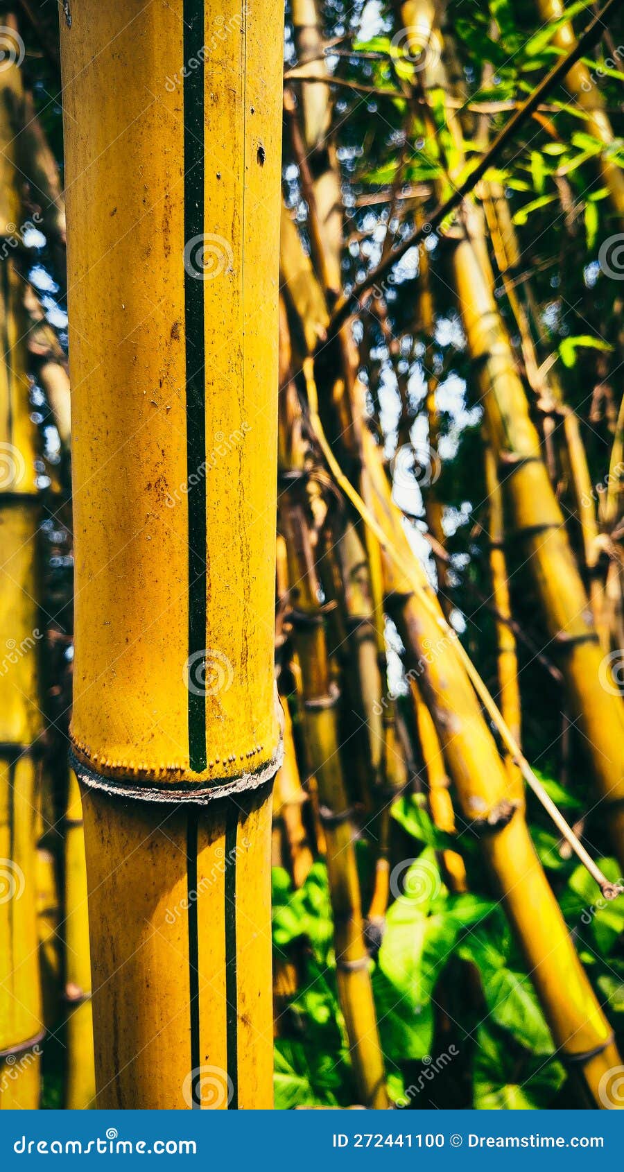 Bamboo side view stock photo. Image of autumn, bamboo - 272441100
