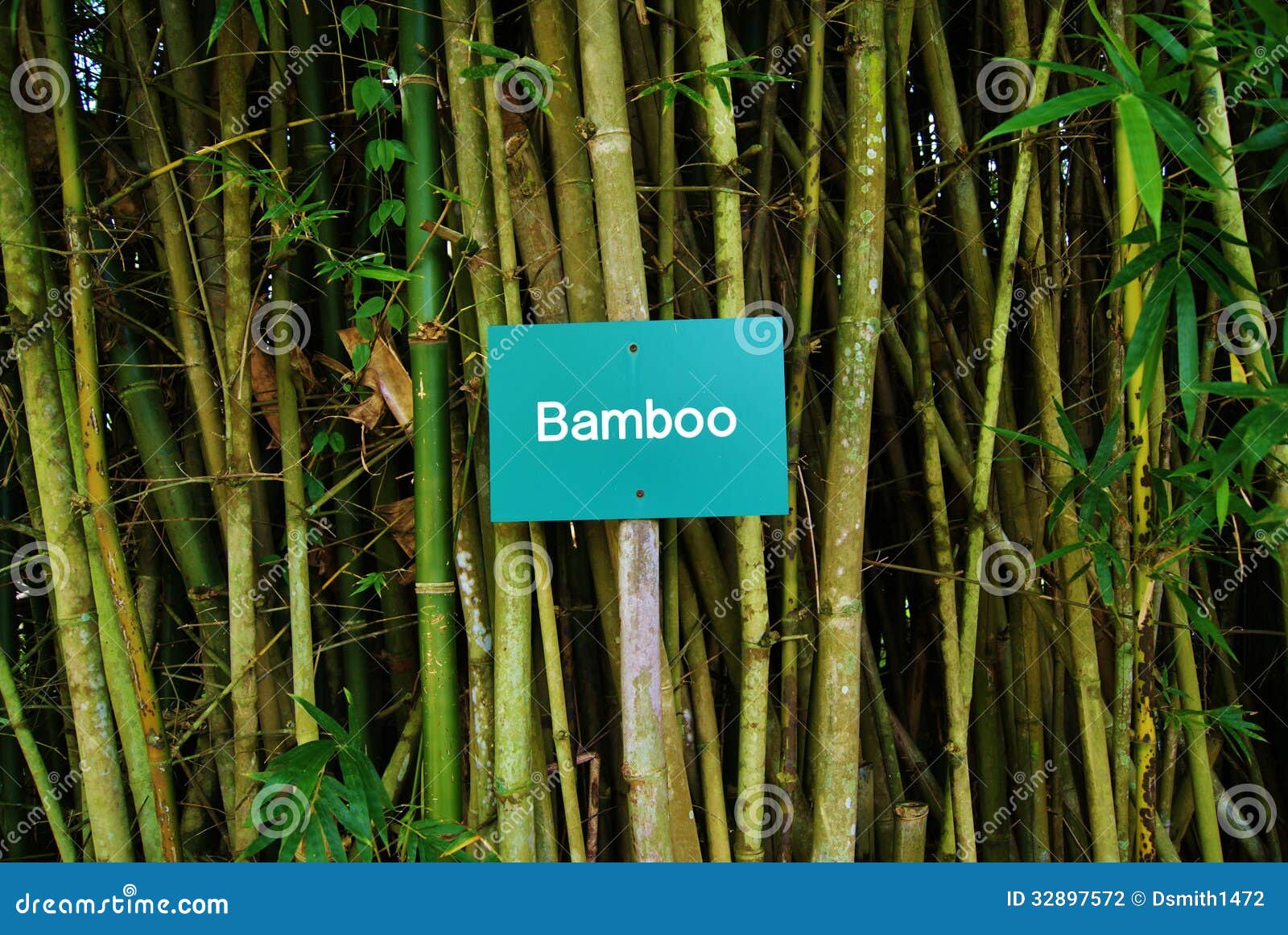 Bamboo Sign stock photo. Image of obvious, name, leaves - 32897572