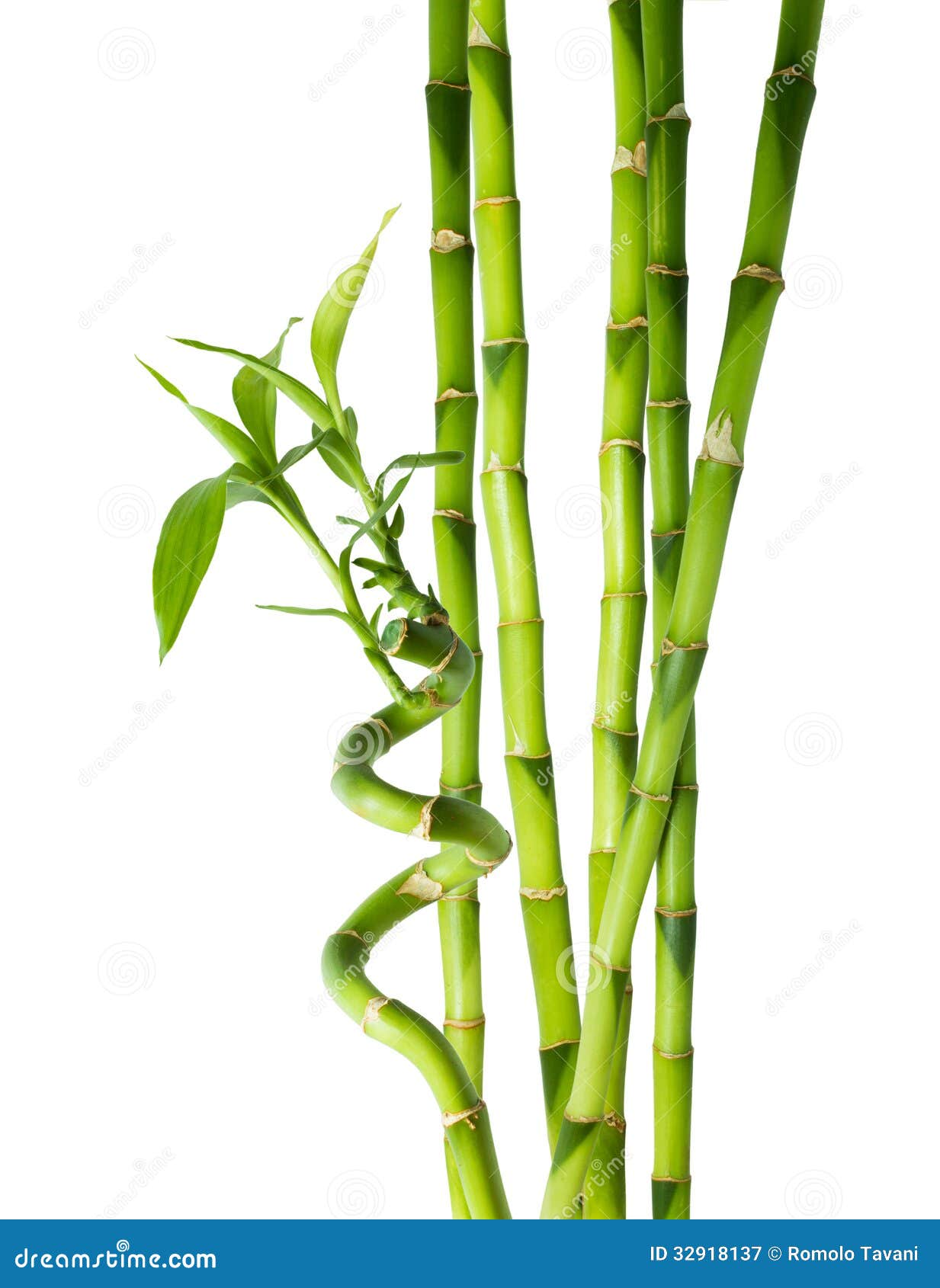 Bamboo - six stalks stock image. Image of chinese, shoots - 32918137