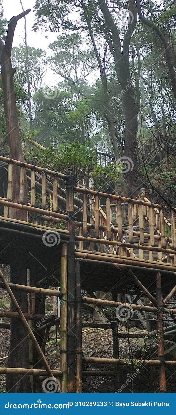 Bamboo skywalk stock image. Image of skywalk, bamboo - 310289233