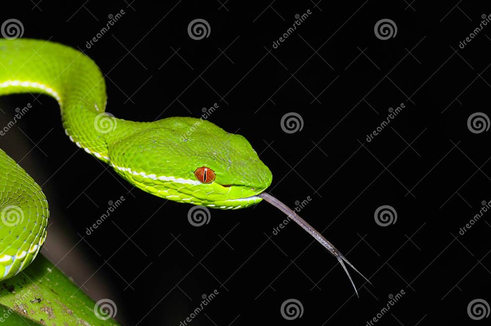 Bamboo Snake stock photo. Image of dangerous, creature - 8763302