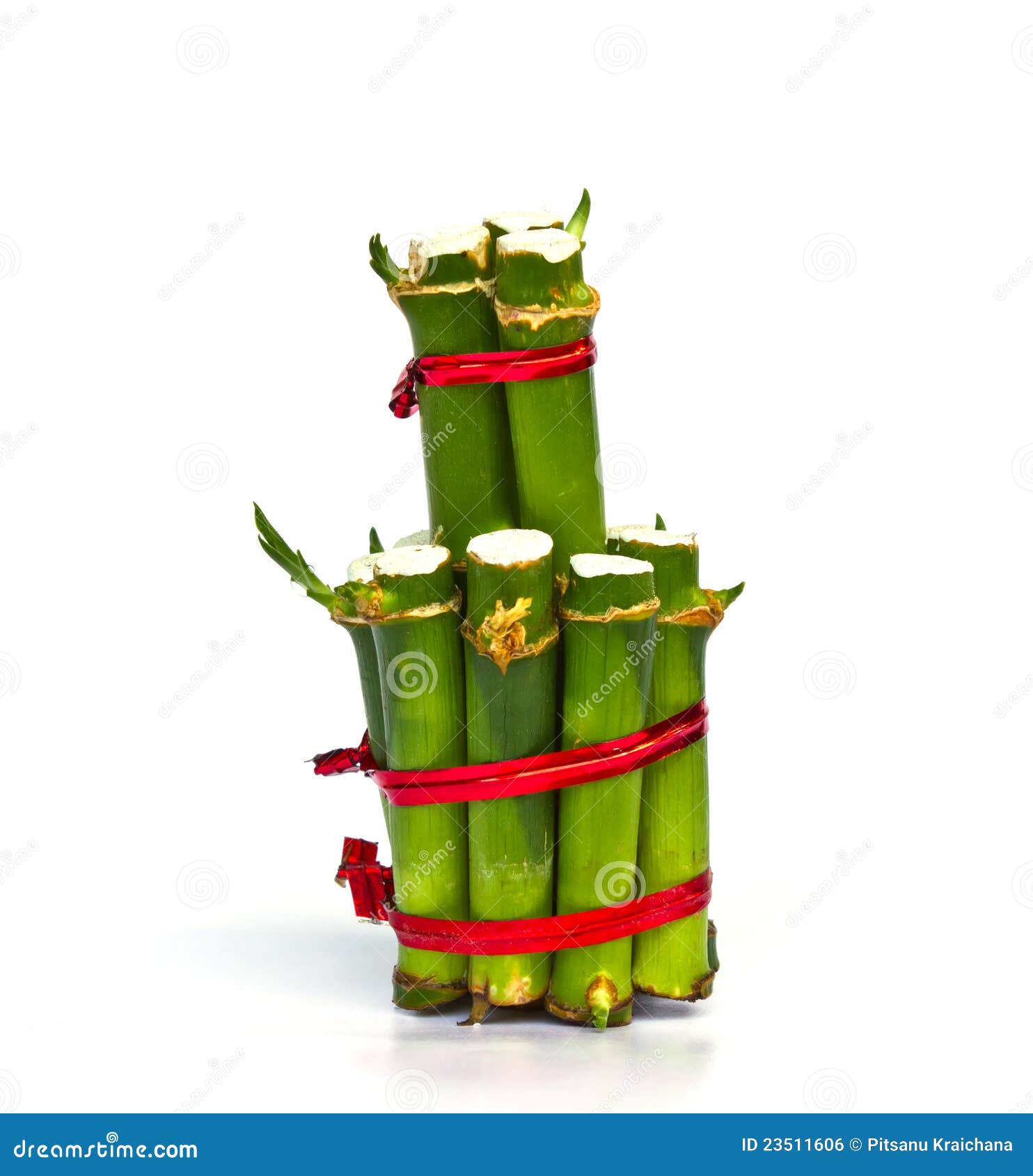 Bamboo is a soft . stock photo. Image of botanical, leaf - 23511606