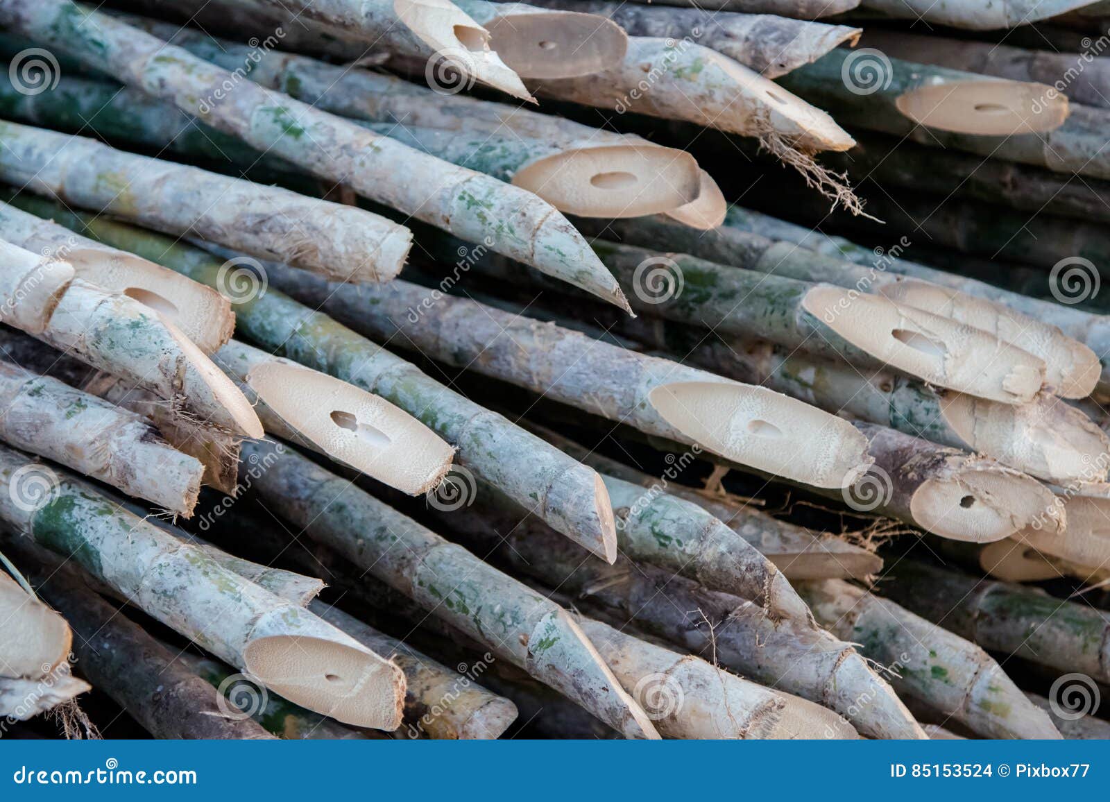 Bamboo Spikes, Wood Material Stock Photo - Image of plant, japan: 85153524