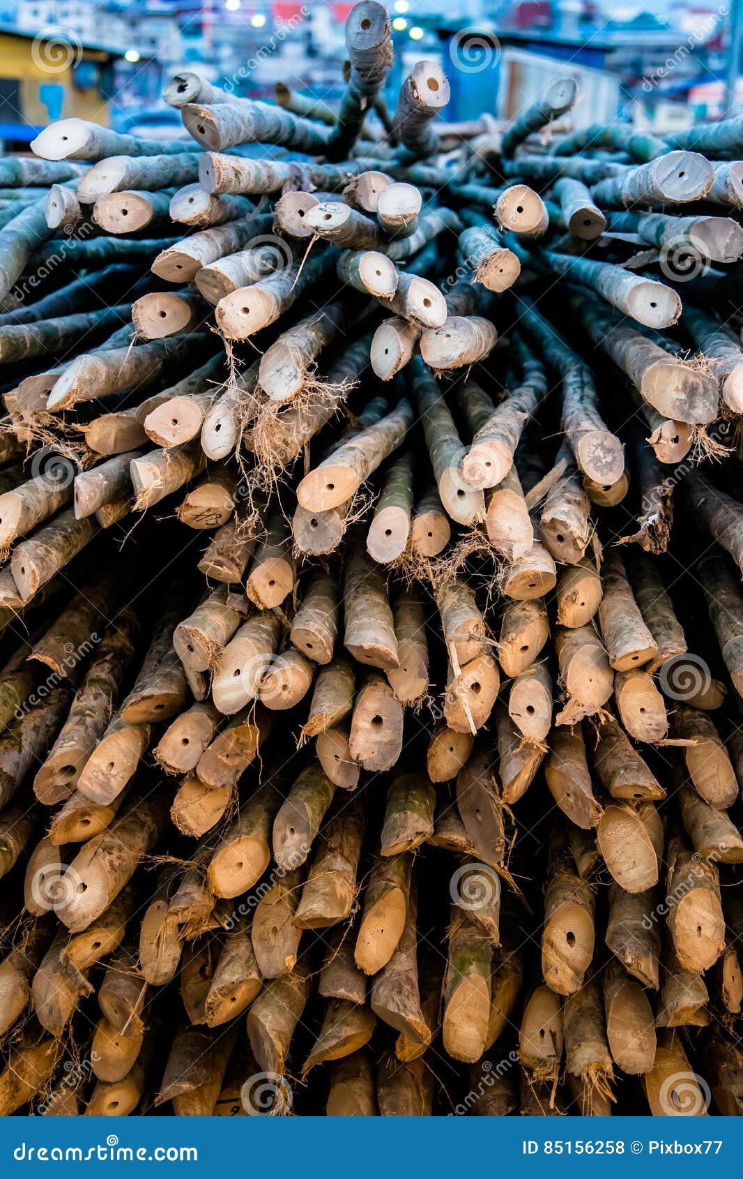 Bamboo Spikes, Wood Material Stock Photo - Image of branch, nature ...