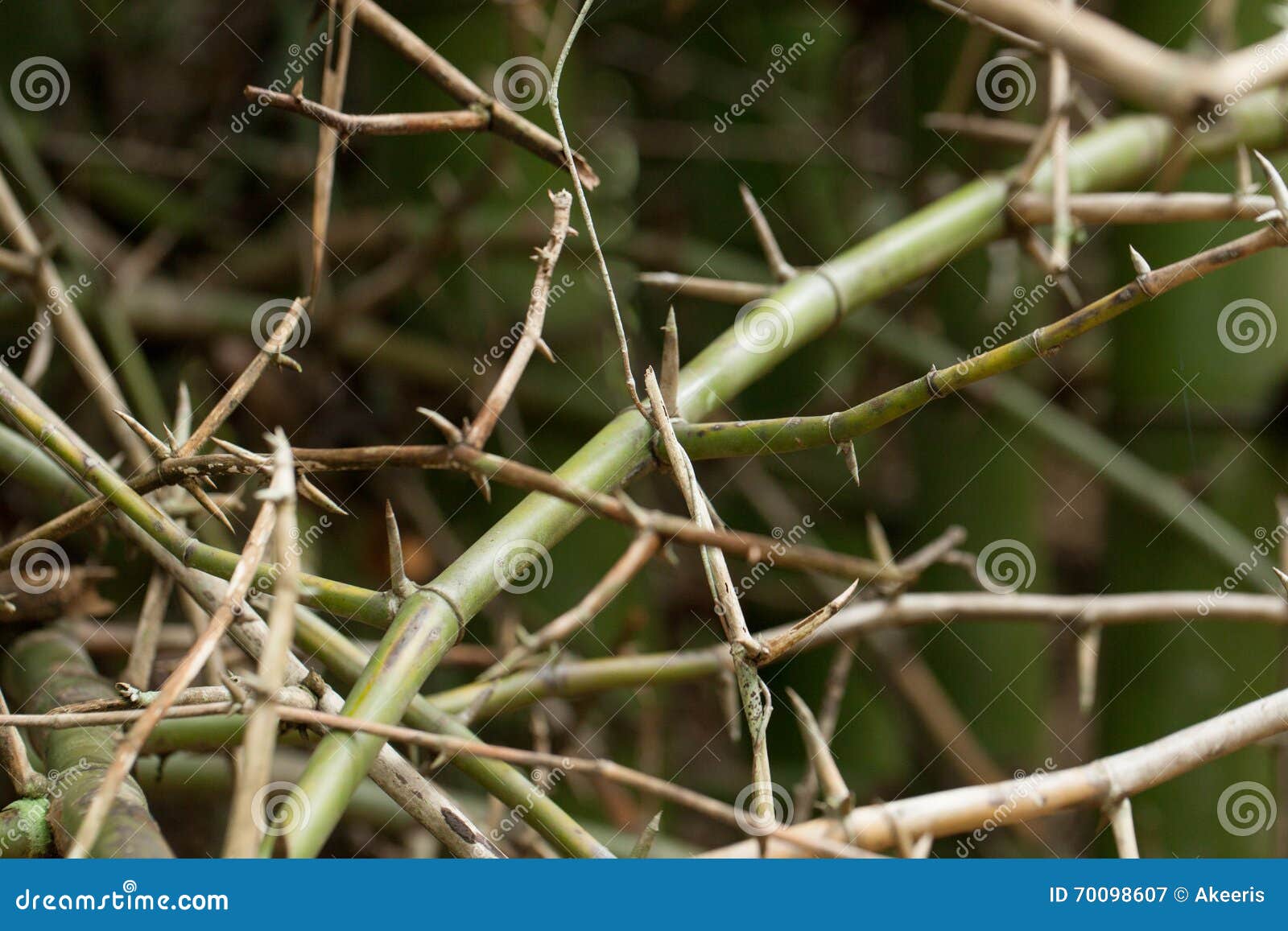 Bamboo spine stock image. Image of lush, rough, growth - 70098607