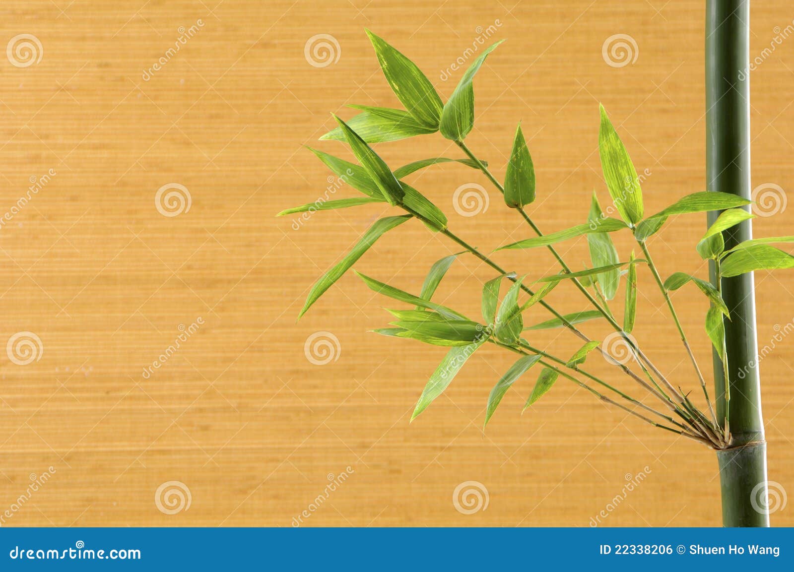 Bamboo sprout stock photo. Image of leaves, bamboo, life - 22338206