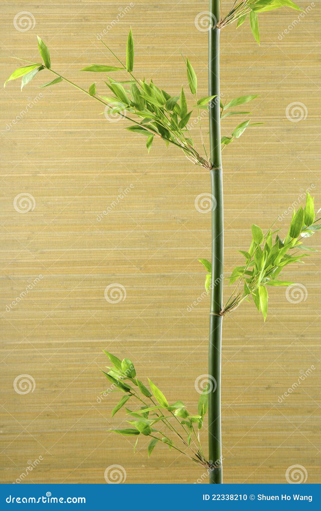 Bamboo sprout stock photo. Image of lucky, gardening - 22338210