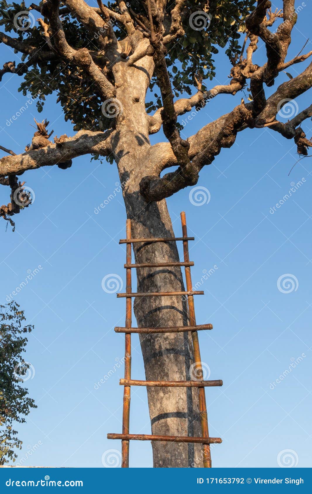 Bamboo Stairs on Tree, Wooden Stairs Lying with Tree Trunk Stock Photo ...