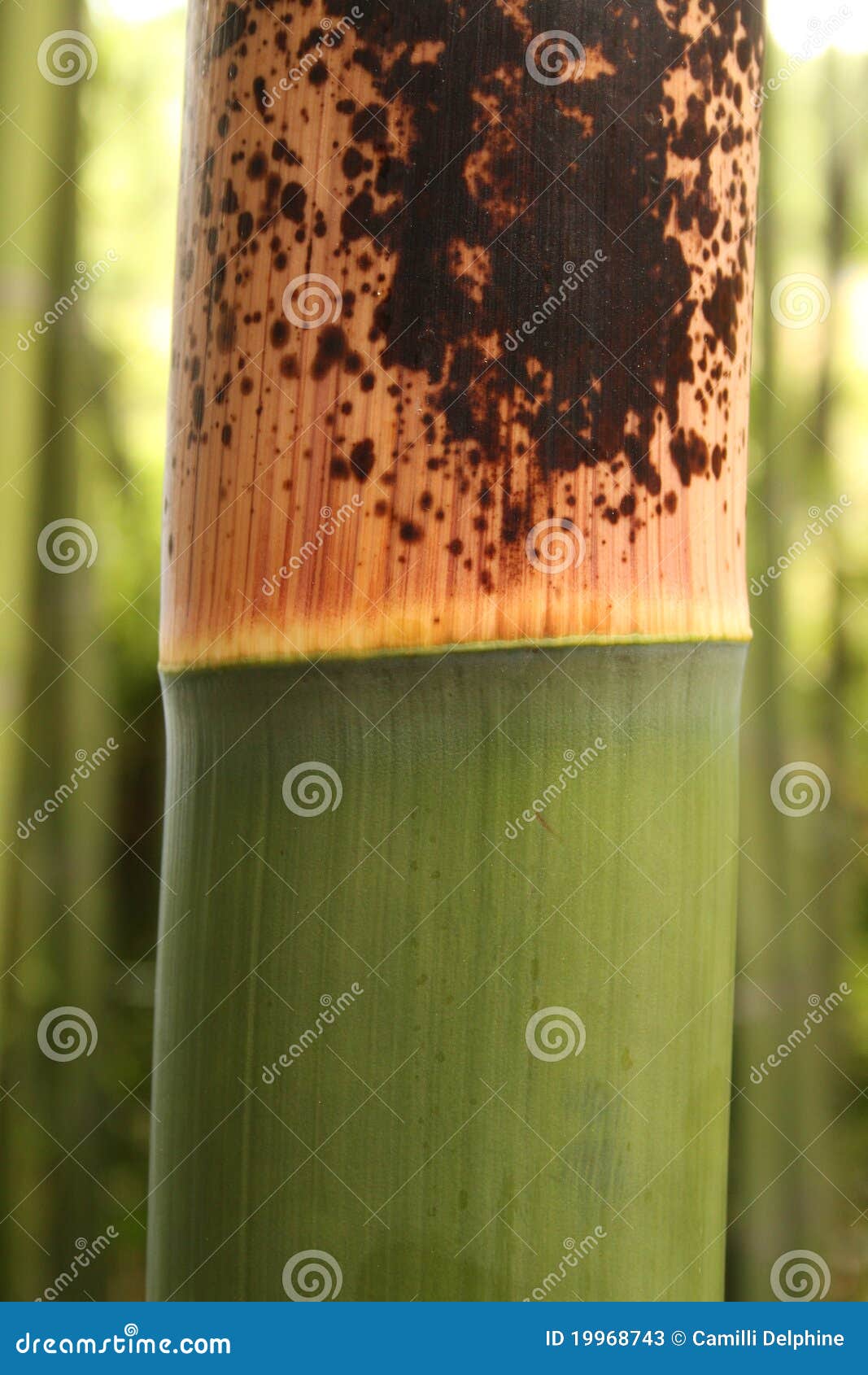 Bamboo Stalk stock image. Image of stalk, cultural, tradition - 19968743