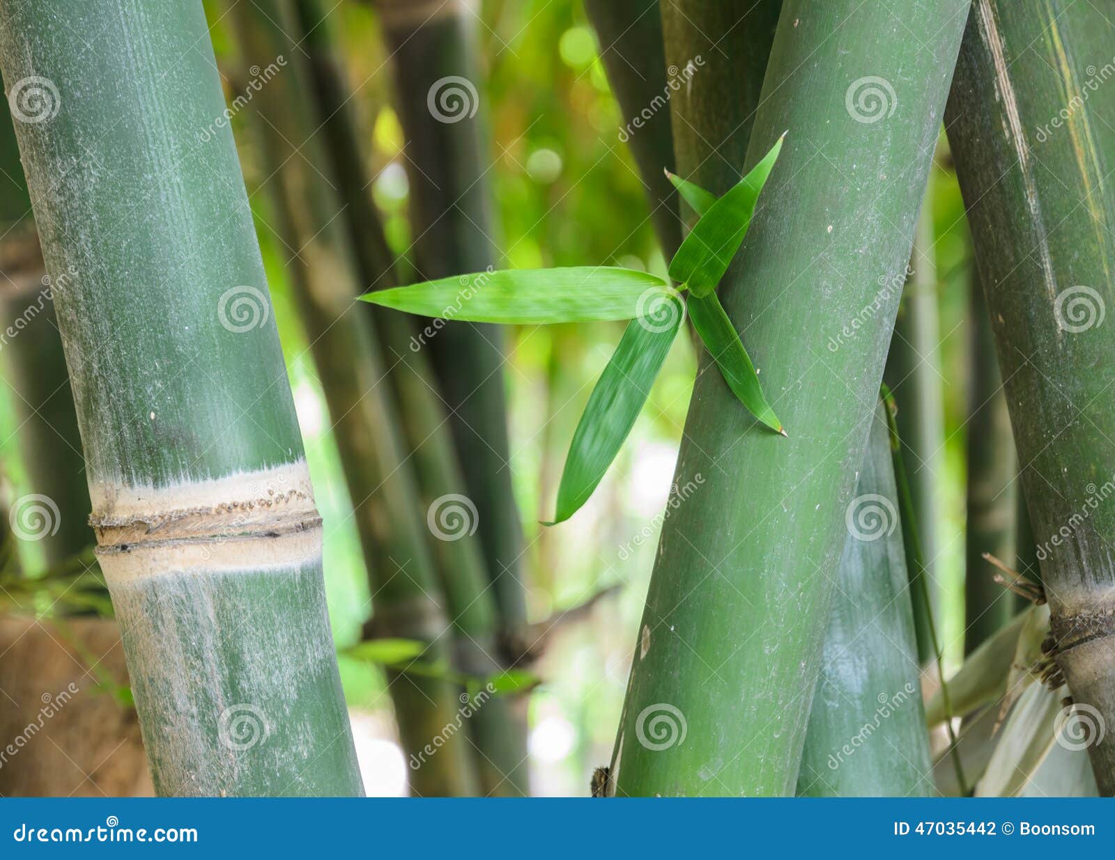 Bamboo stalk and foliage stock photo. Image of plant - 47035442