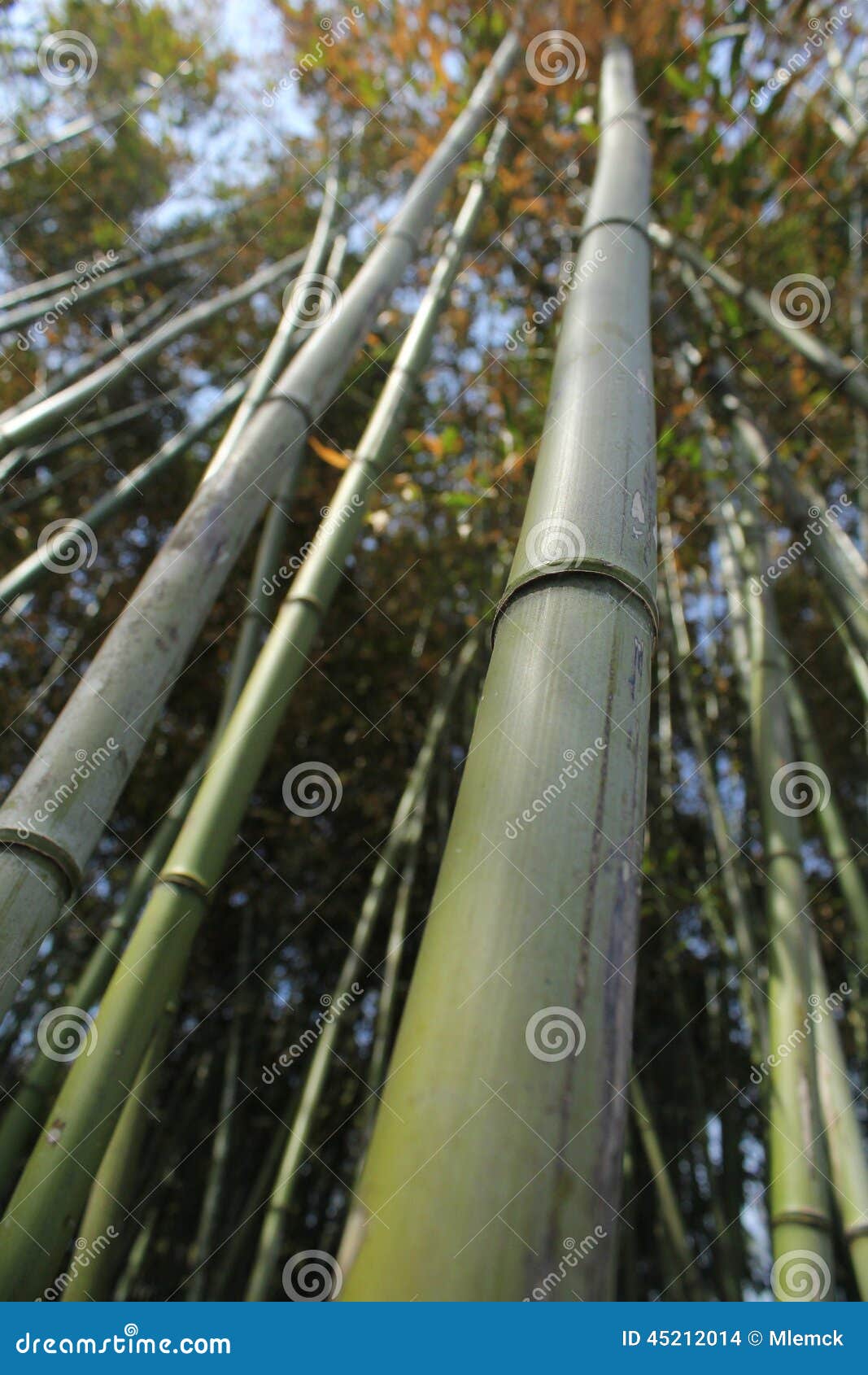 Bamboo Stalk stock photo. Image of stalk, plant, multiple - 45212014