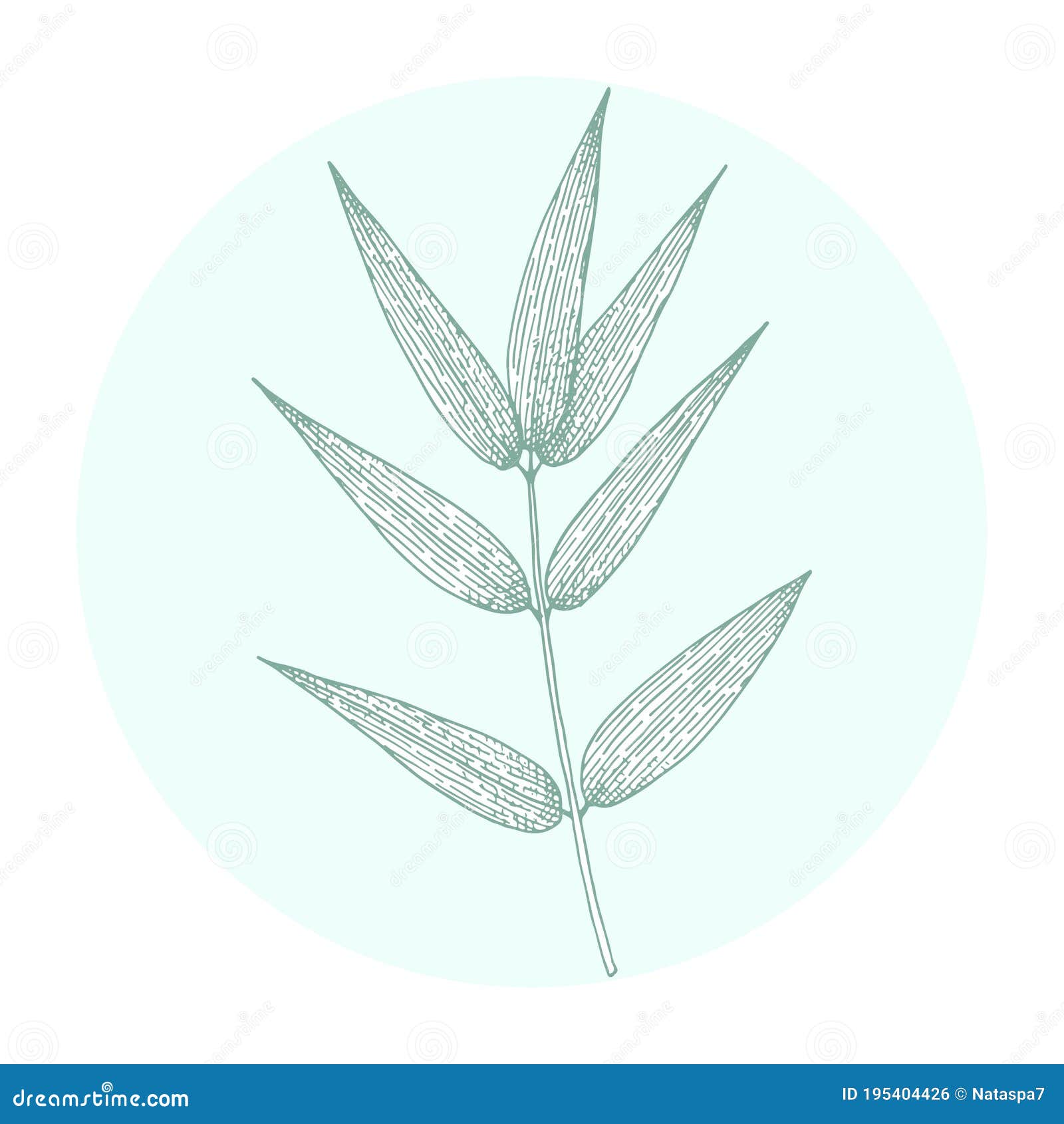 Bamboo Stalk and Leaves. Ink Sketch. Hand Draw Stock Vector ...