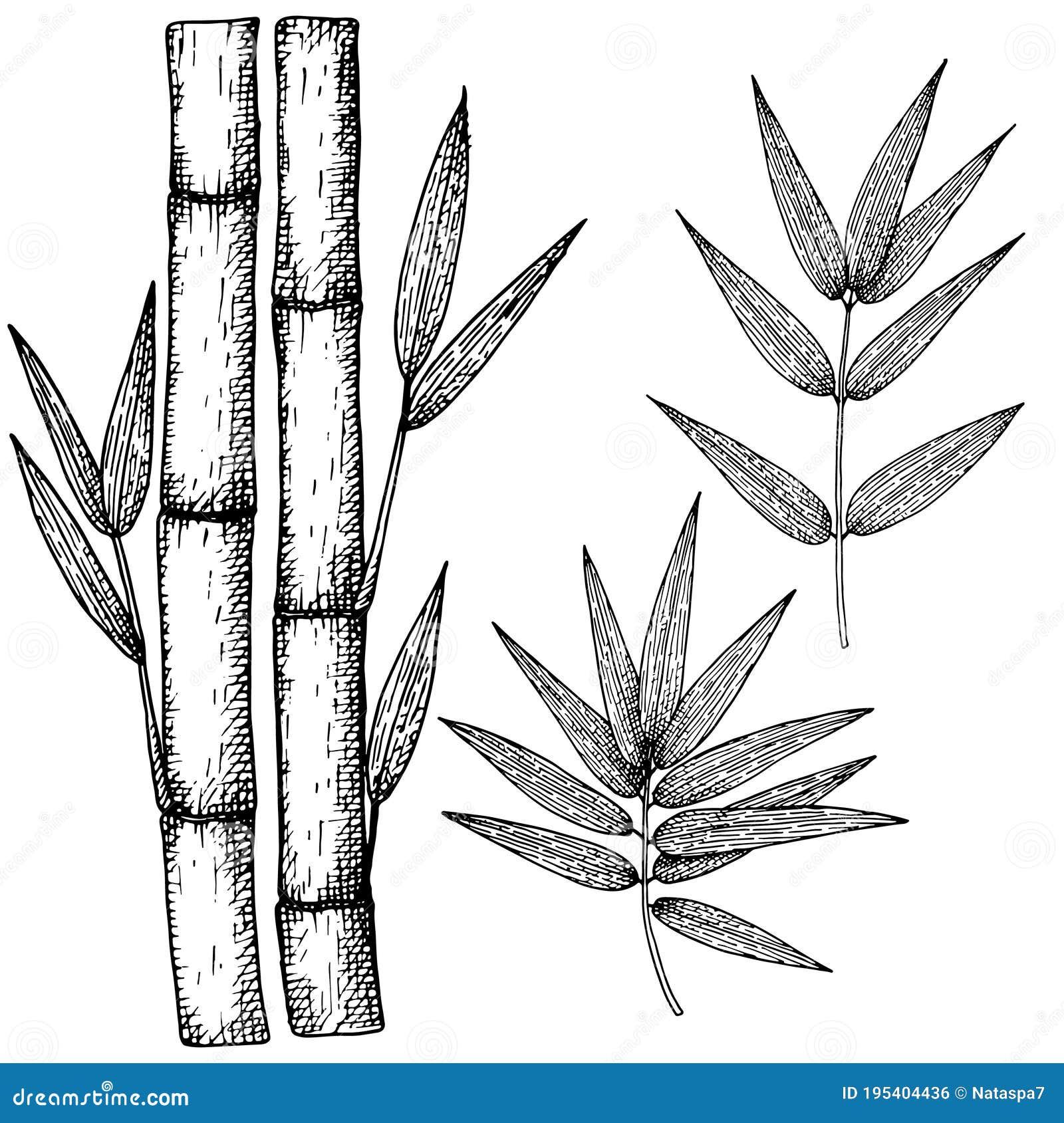 Bamboo Stalk and Leaves. Ink Sketch Stock Vector - Illustration of ...