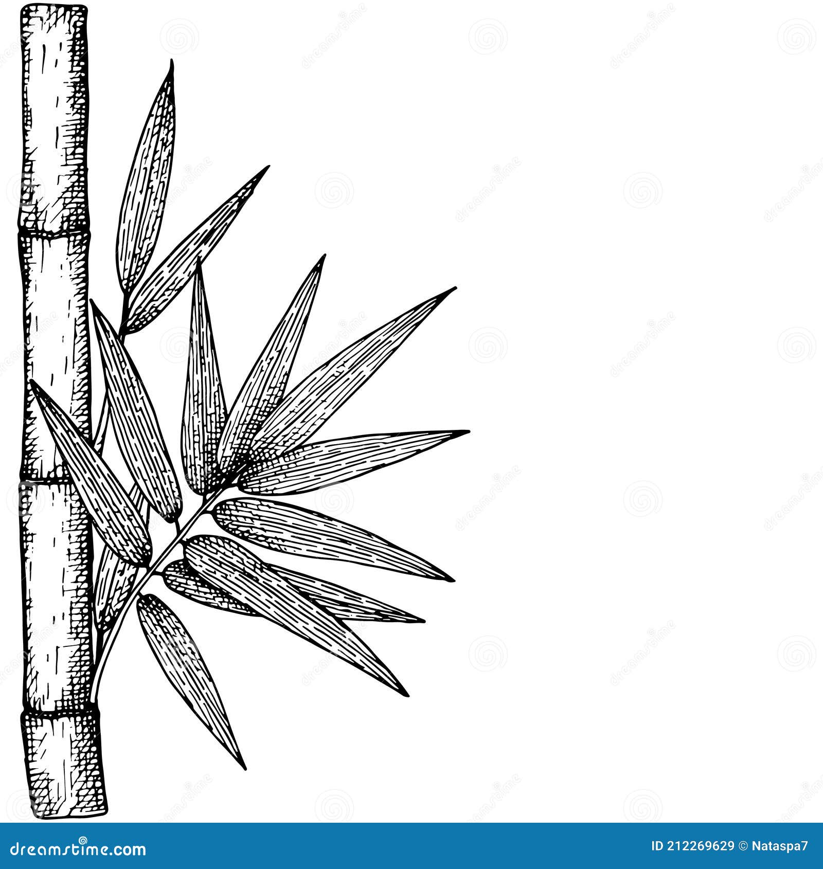 Bamboo Stalk and Leaves. Ink Sketch Stock Vector - Illustration of herb ...