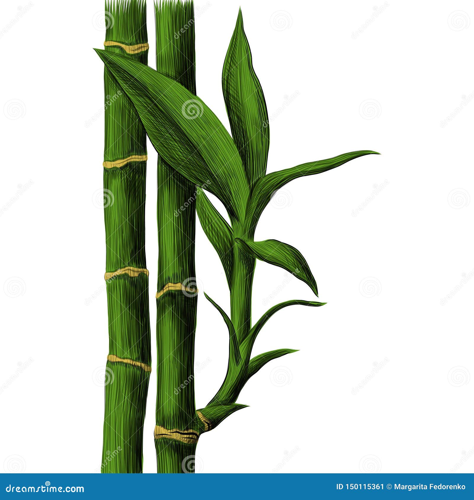 Bamboo Stalk and Leaves. Vector Hand Drawn Sketch Illustration. Stock ...