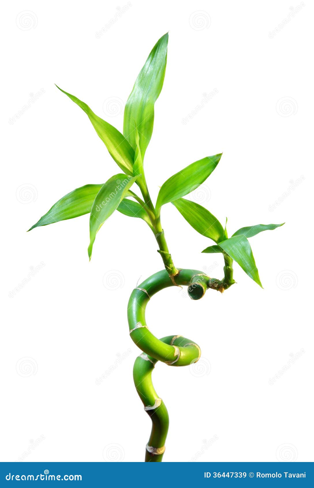 Bamboo Stalk twisted stock image. Image of lush, nature - 36447339