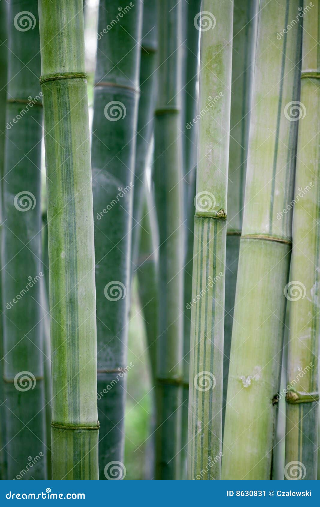 Bamboo stalks stock image. Image of bamboo, abstract, growth - 8630831