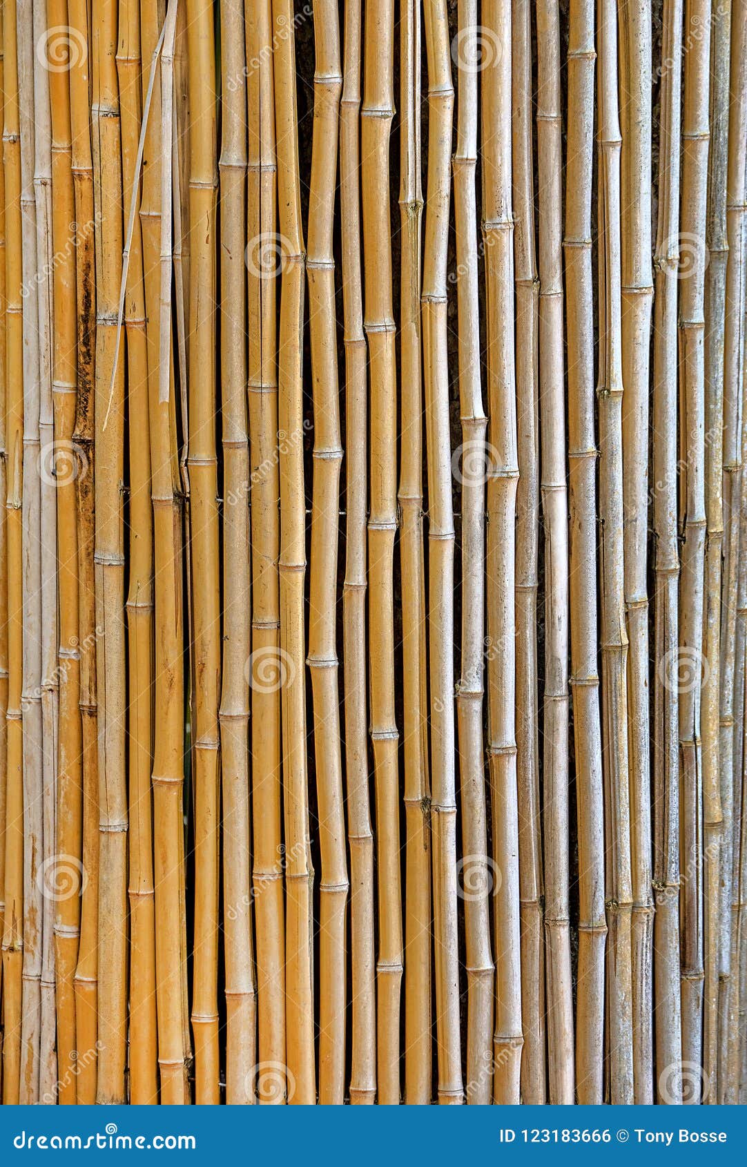 Bamboo Stalks Background stock photo. Image of bunch - 123183666