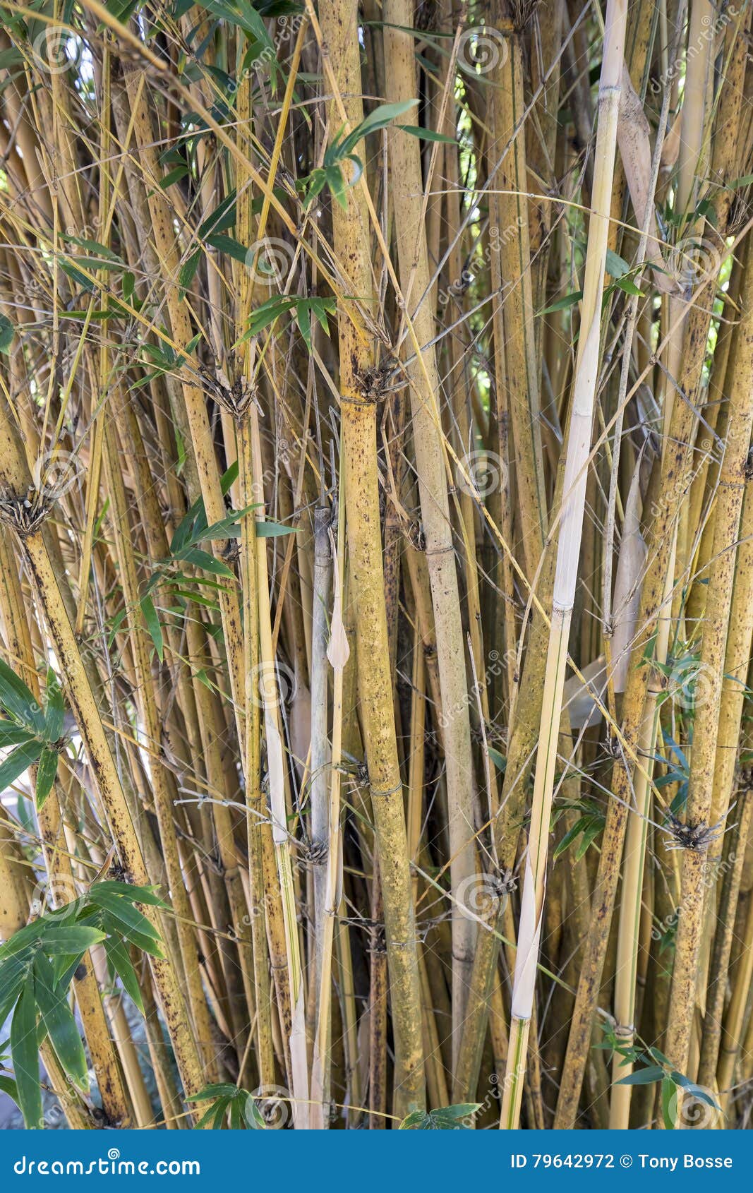 Bamboo Stalks Background stock photo. Image of botanical - 79642972