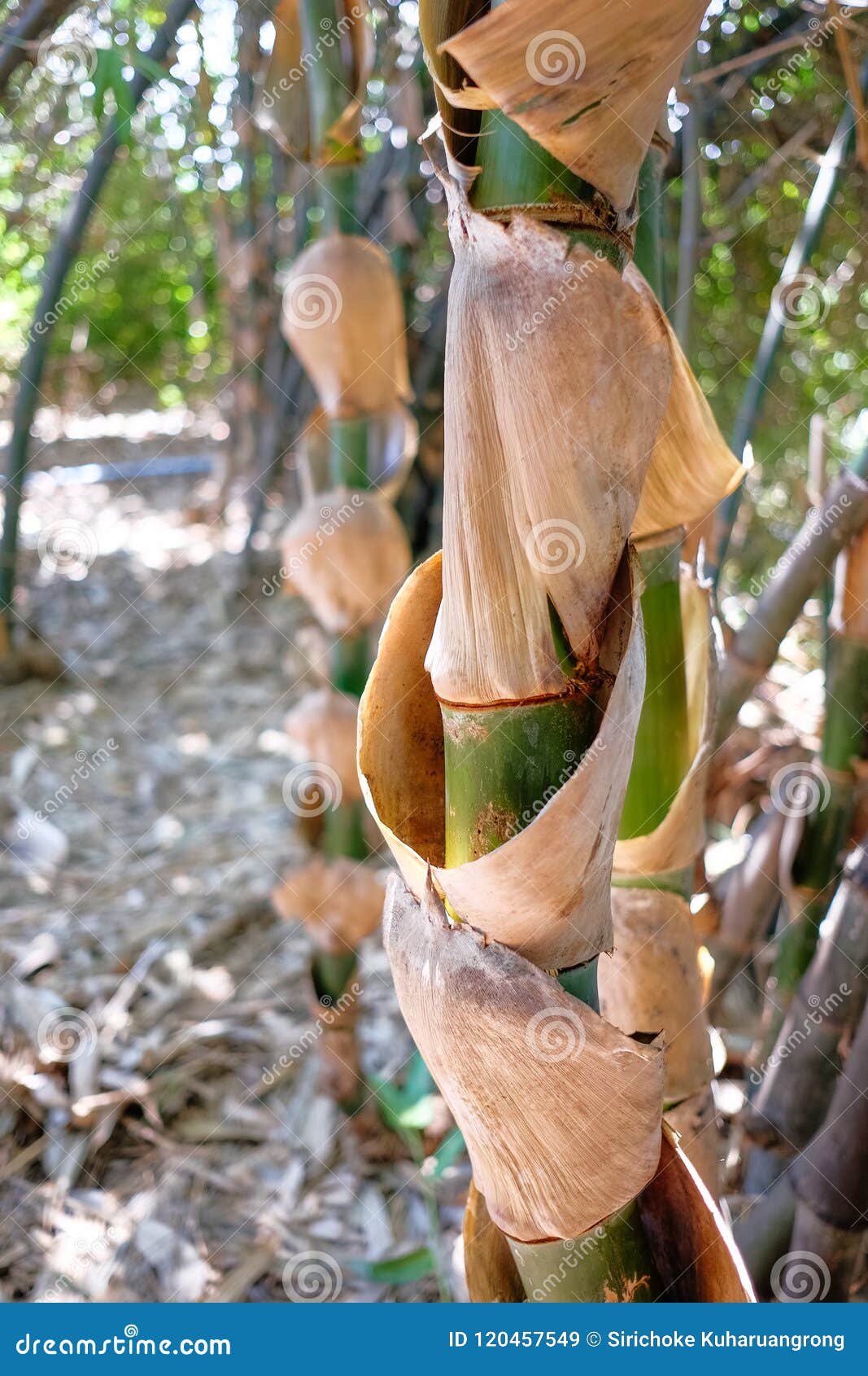 Bamboo stalks stock image. Image of bamboo, tree, stalks - 120457549