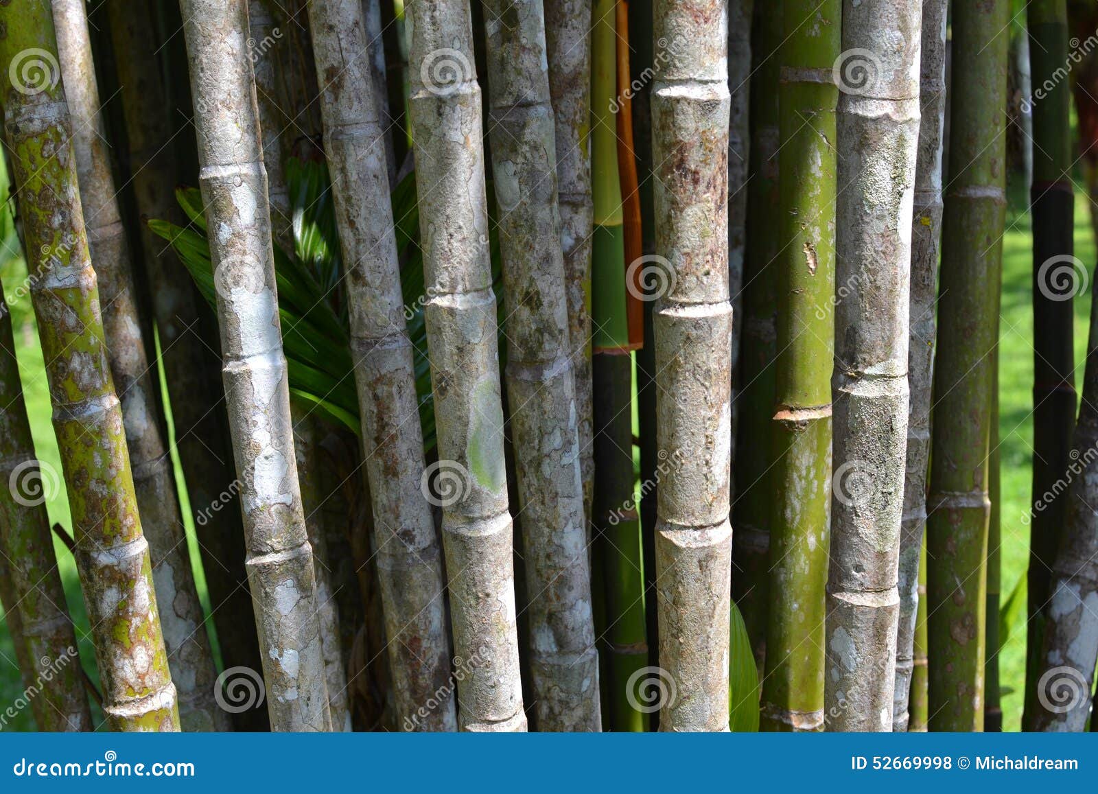 Bamboo stalks stock photo. Image of stem, stalks, bamboo - 52669998