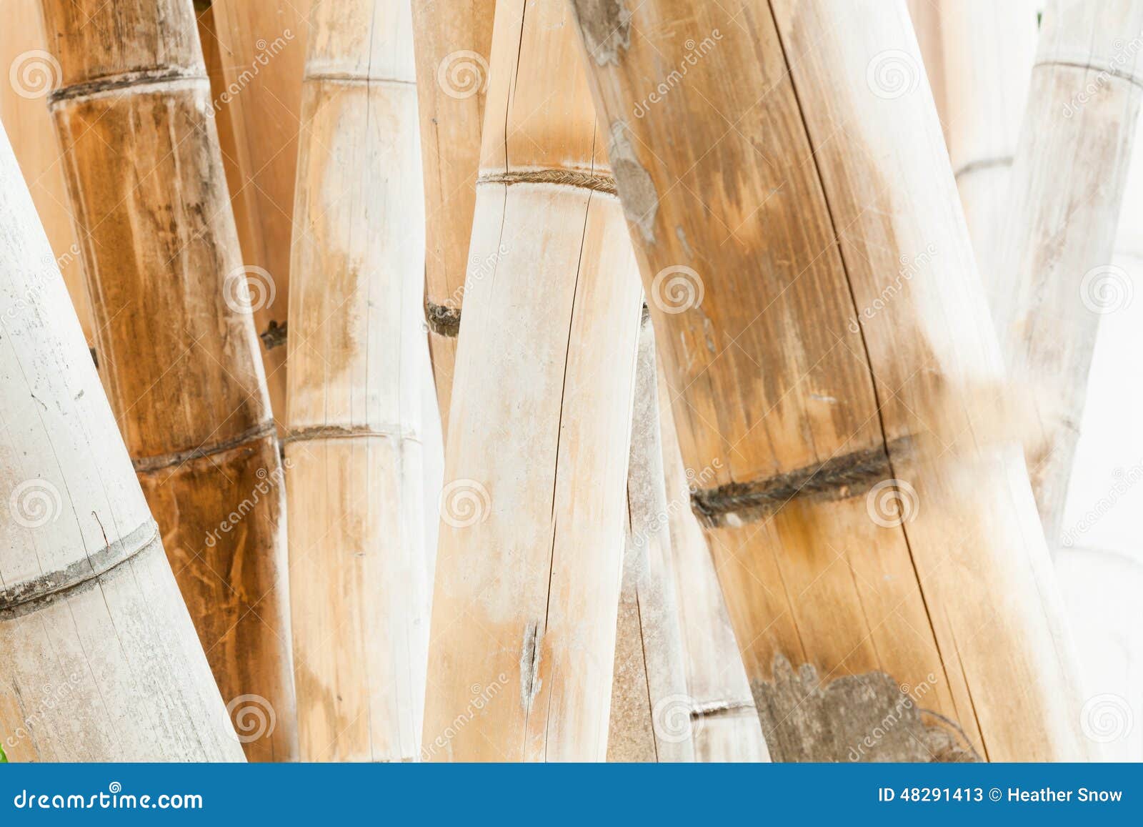 Bamboo Stalks stock image. Image of yellow, plants, background - 48291413