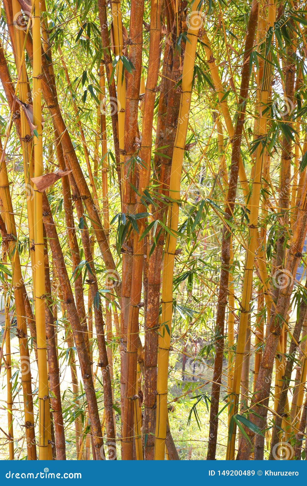 Bamboo stalks stock image. Image of japanese, growth - 149200489