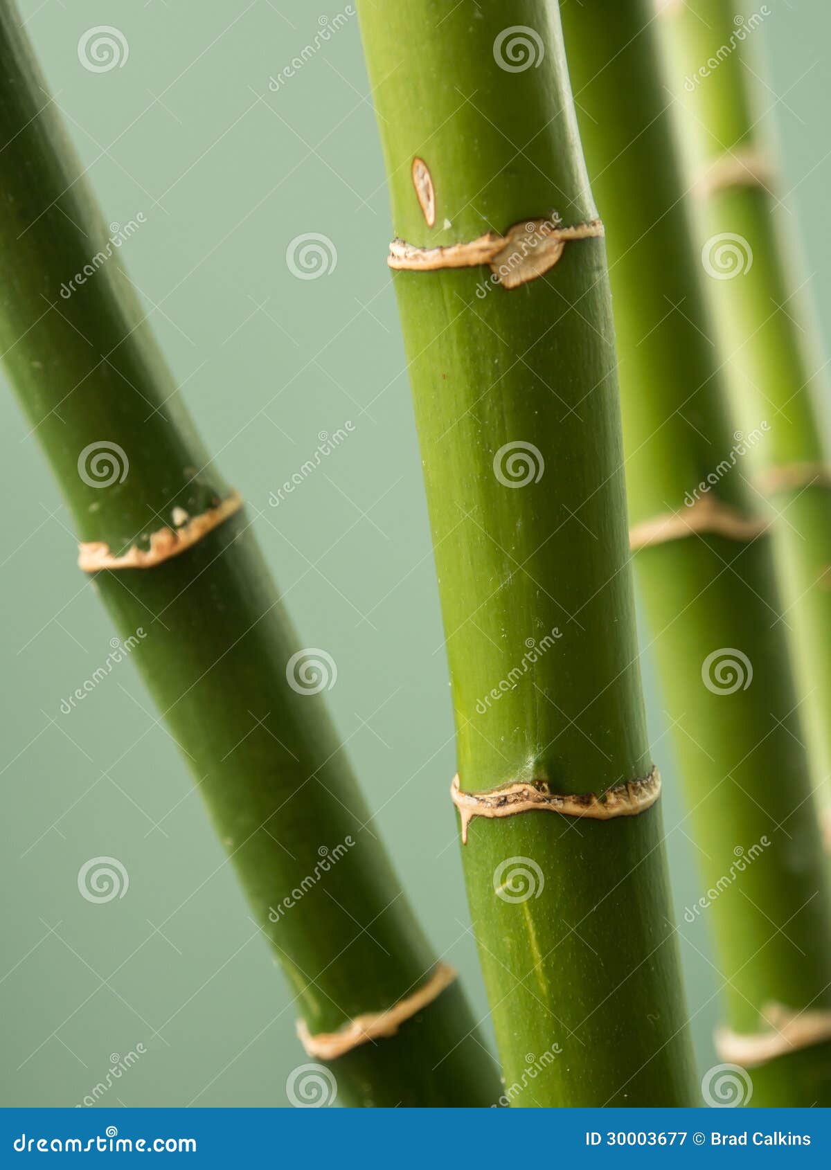 Bamboo stalks stock image. Image of nature, stalks, plant - 30003677