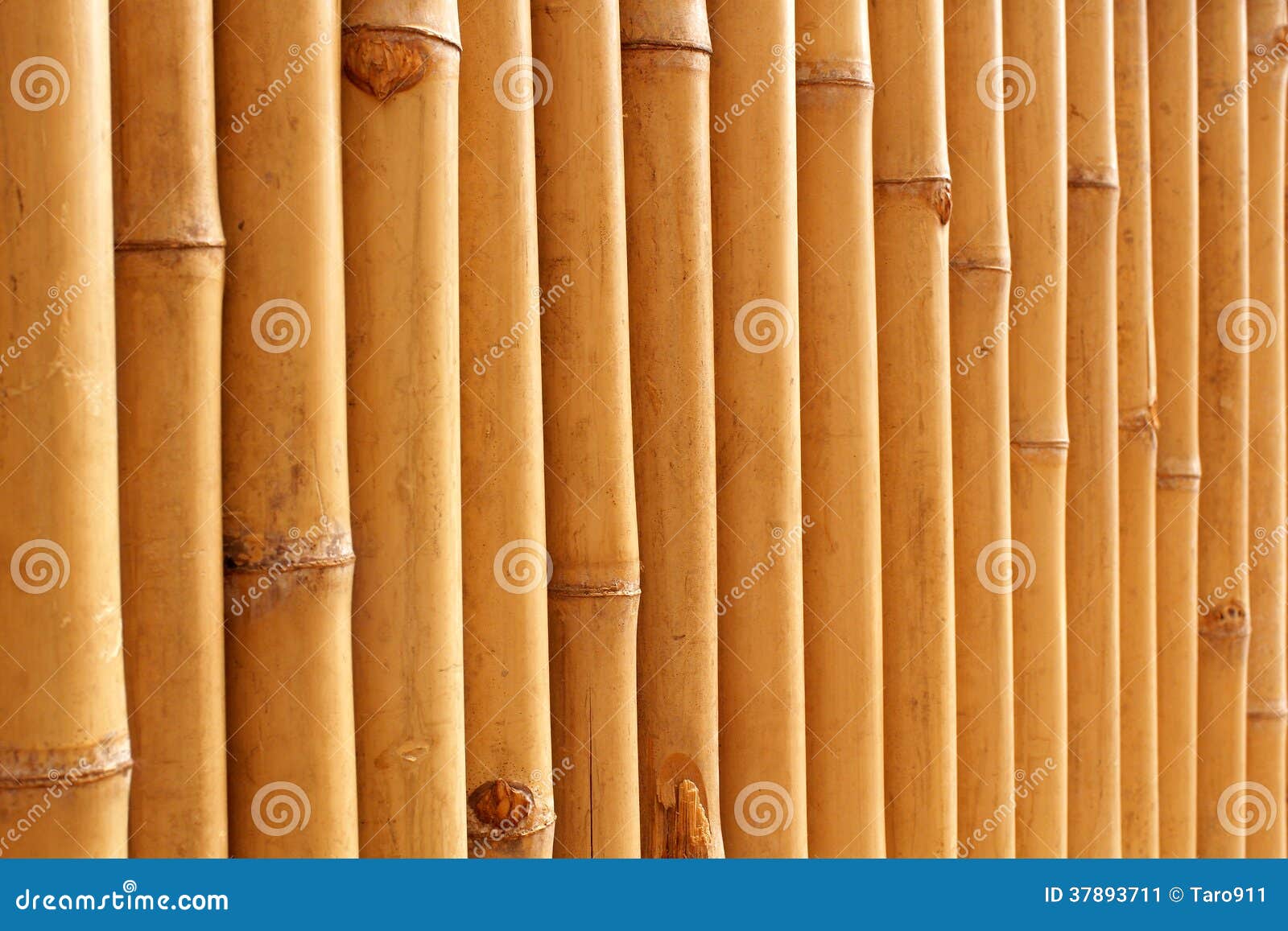 Bamboo stalks pattern stock image. Image of firm, natural - 37893711