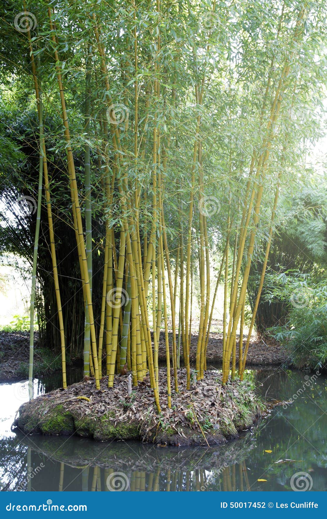 Bamboo stock photo. Image of tropics, asian, japanese - 50017452