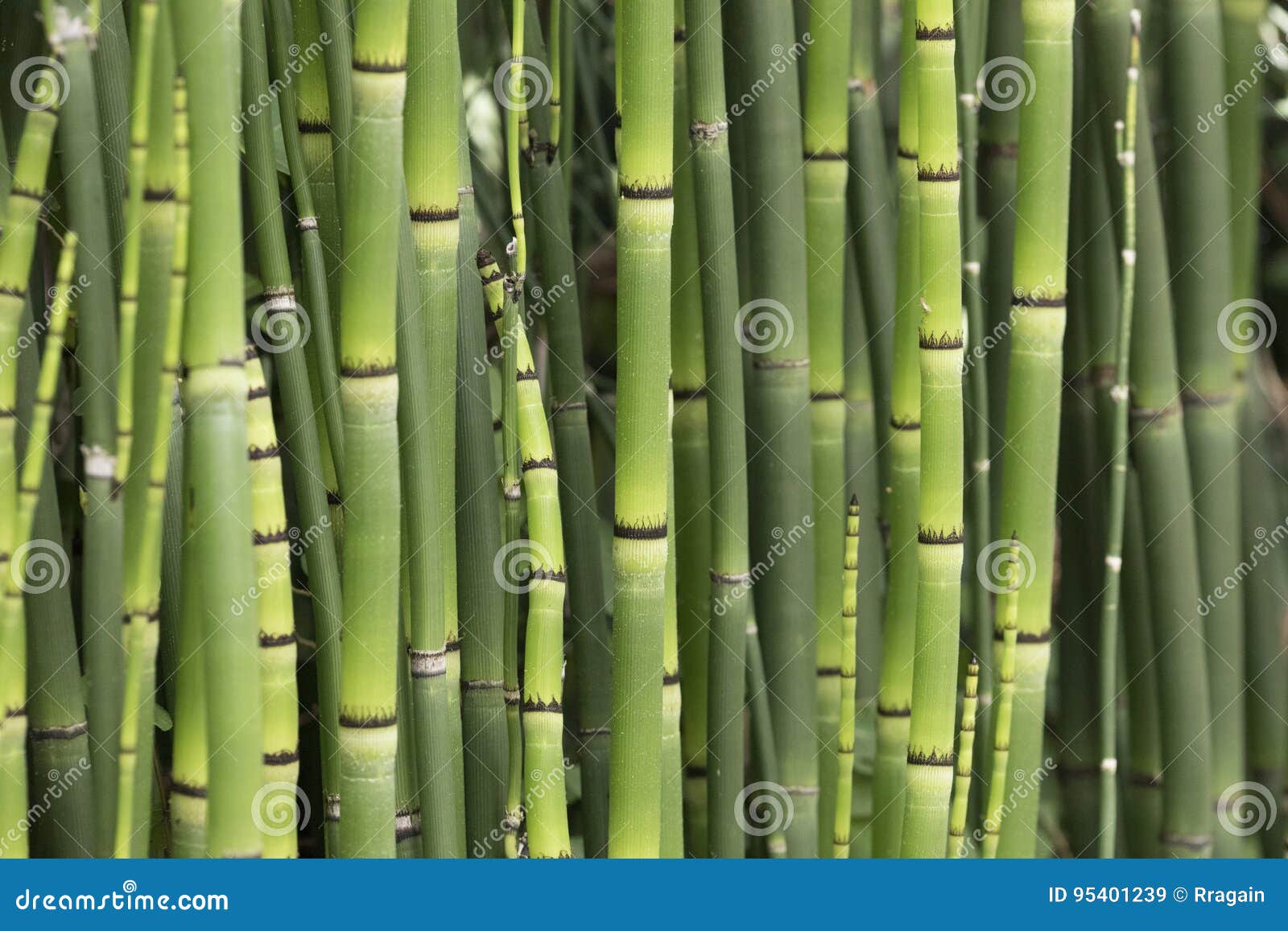 Bamboo stock image. Image of stalks, poaceae, plantae - 95401239
